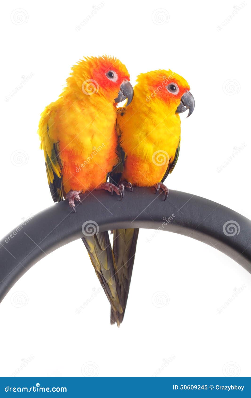 Isolated of Lovely Sun Conure in Pair Stock Image - Image of kiss, fate ...