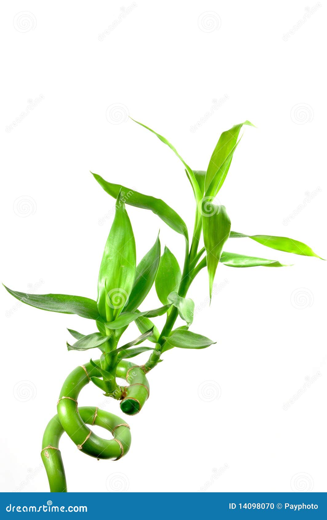 Isolated lucky bamboo stock photo. Image of stalk, pattern - 14098070