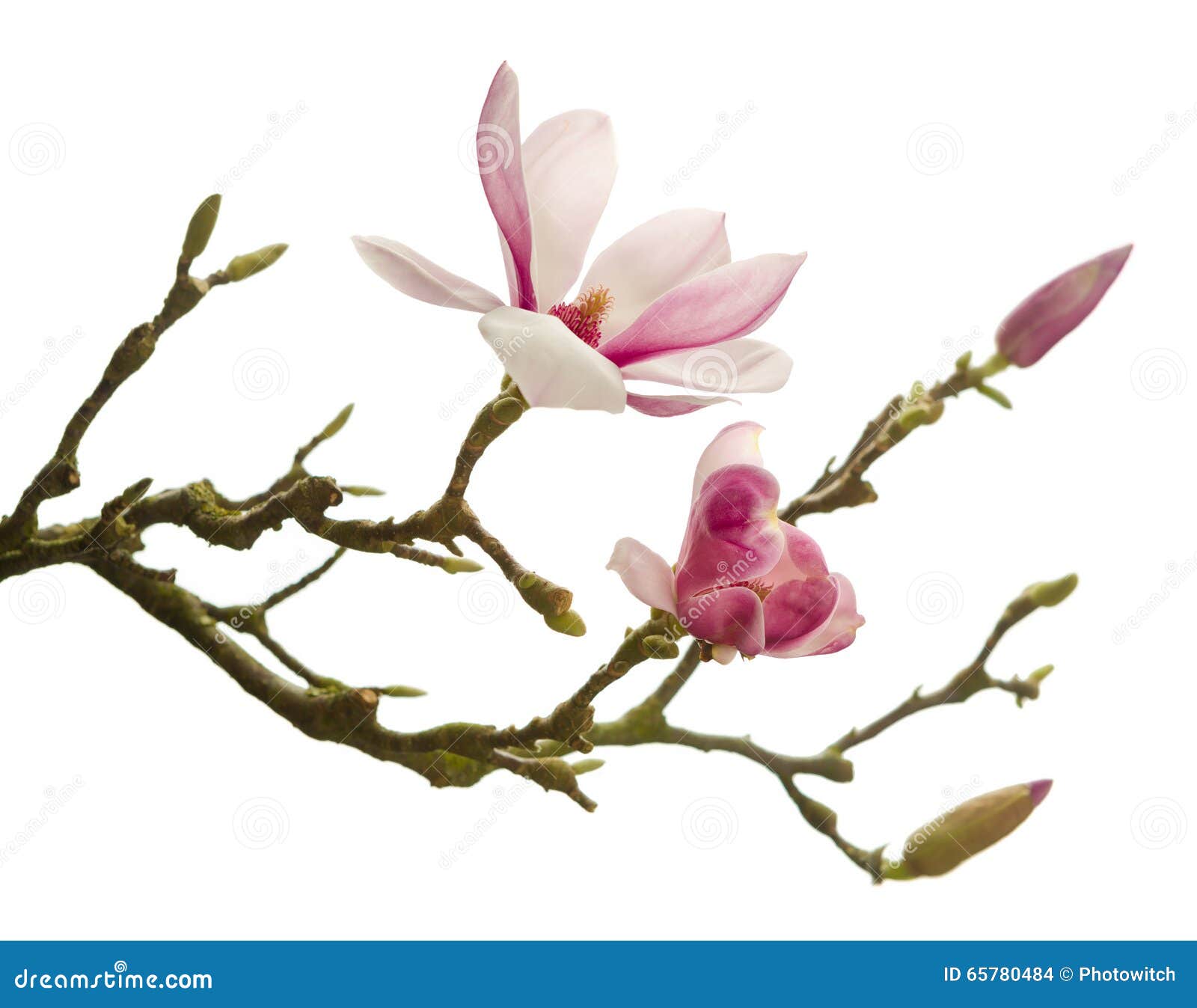 Isolated magnolia stock photo. Image of blooming, blossom - 65780484