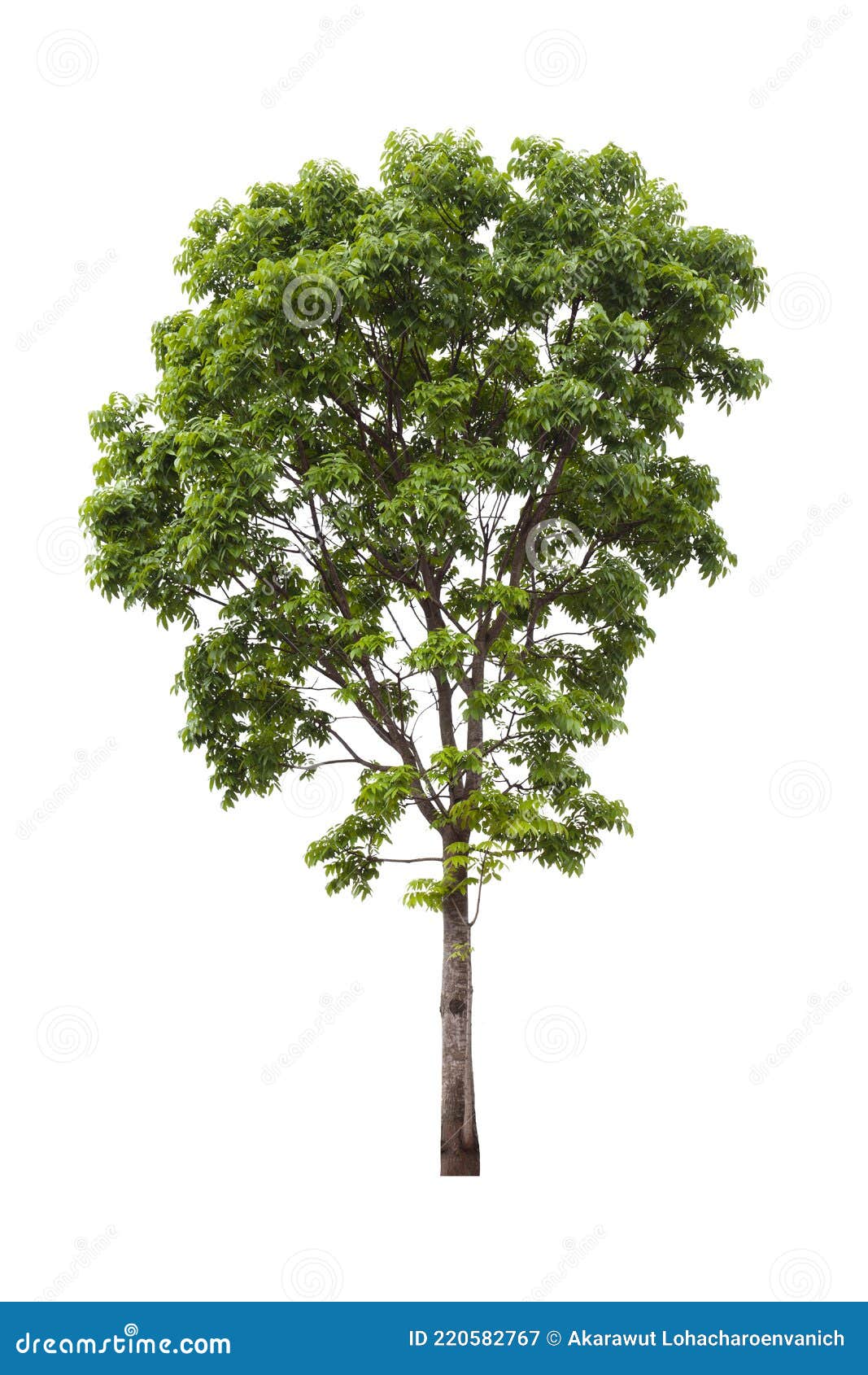 Isolated Mahogany Tree Cut Out on White Background for Landscape Design ...