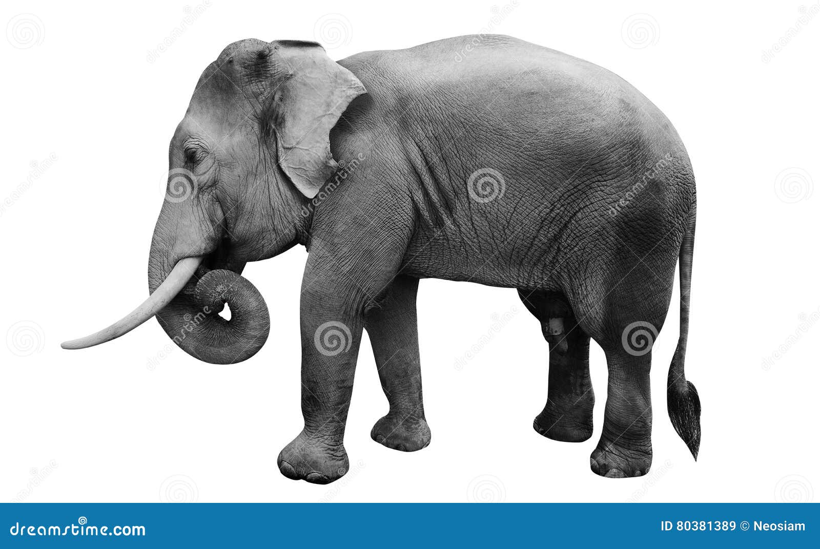 Isolated Male Asian Elephant, Stock Image - Image of include, asian ...