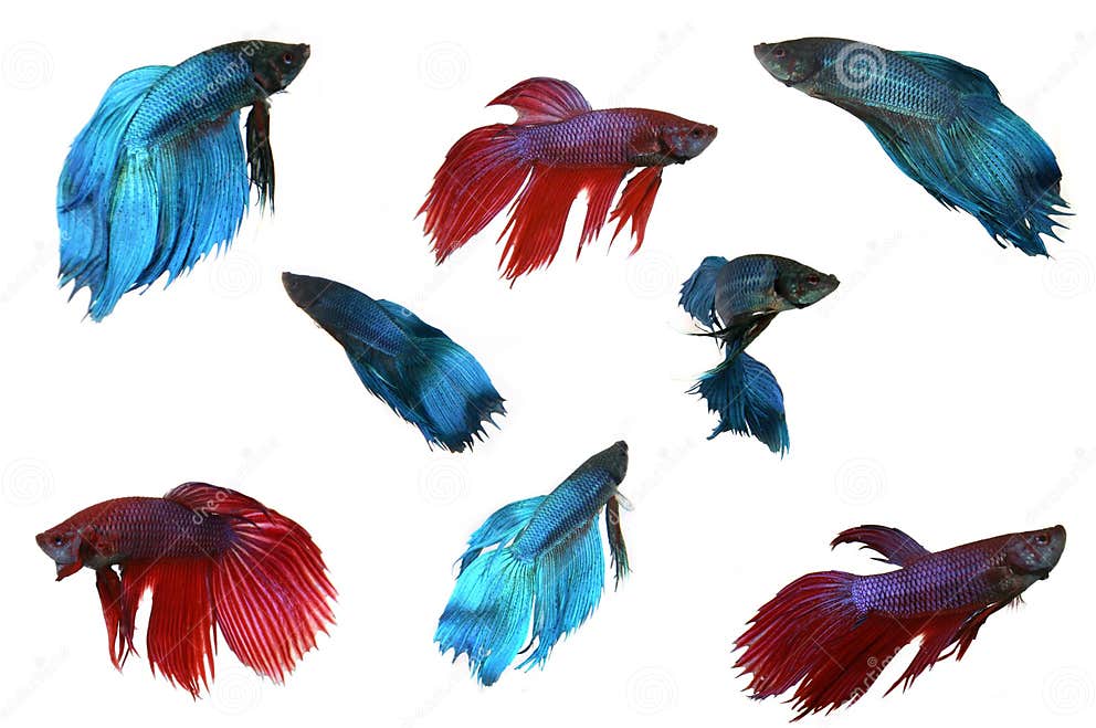 Isolated Male Beta Fish stock image. Image of four, jumping - 2504667