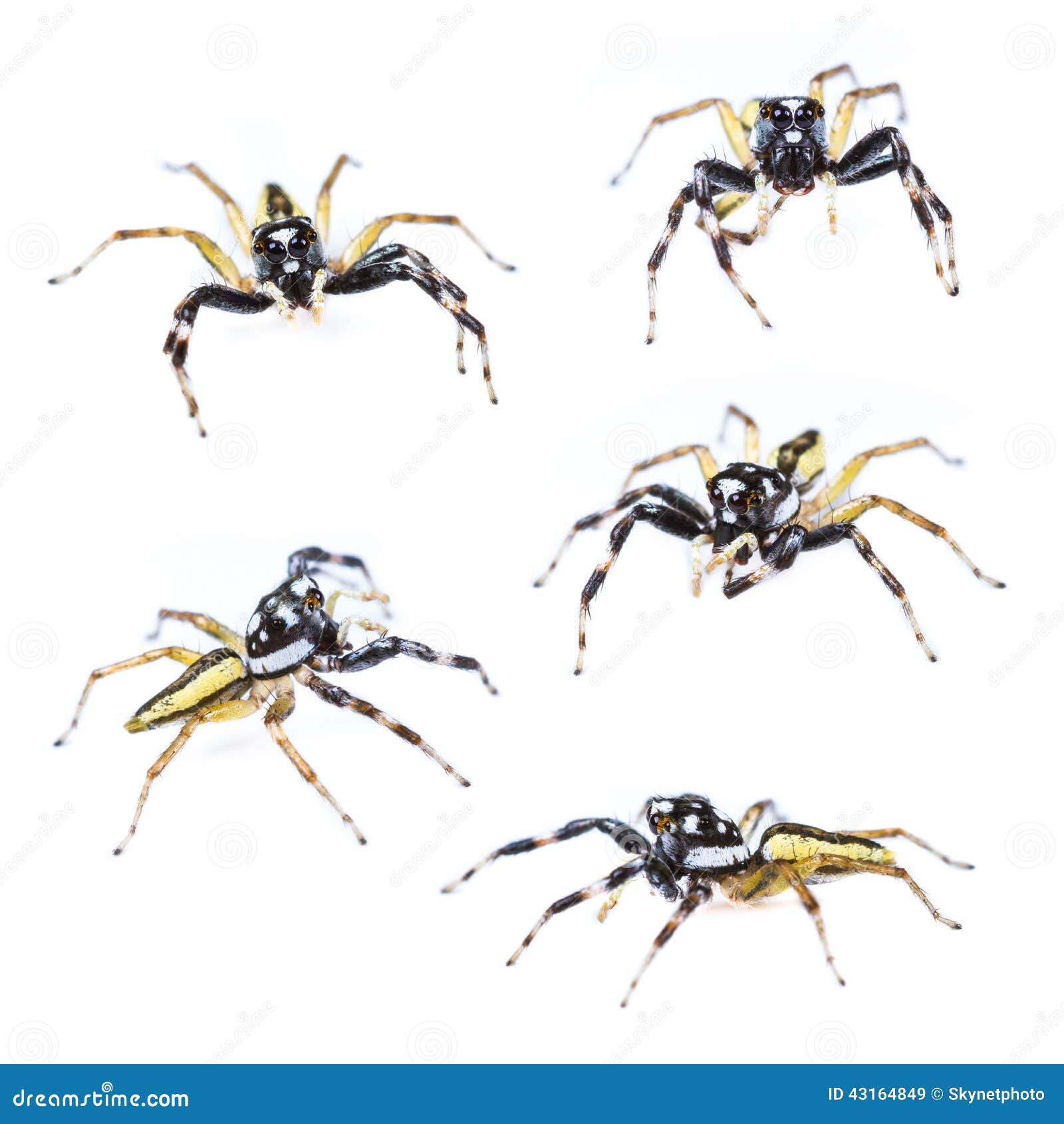 Colorful Chrysilla Spider Which Is Known As Jumping Spider On The Plant ...