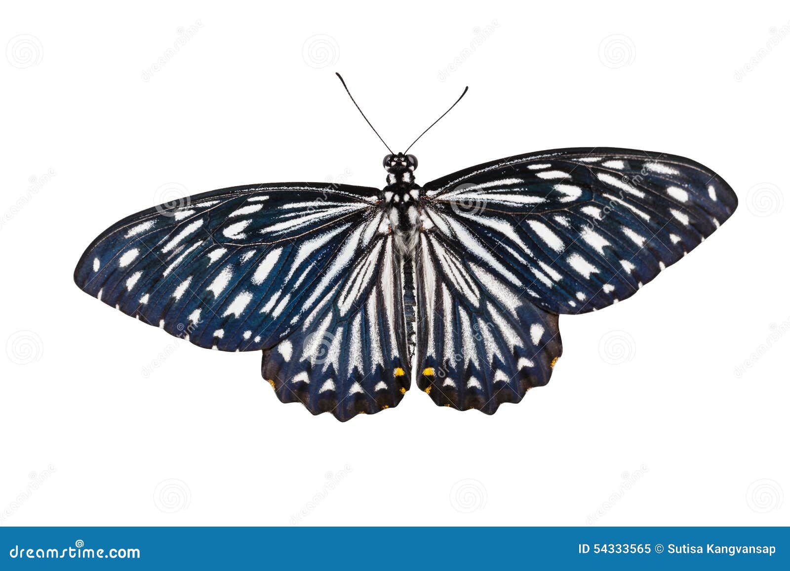 Isolated Male Common Mime Butterfly Stock Image - Image of creature ...