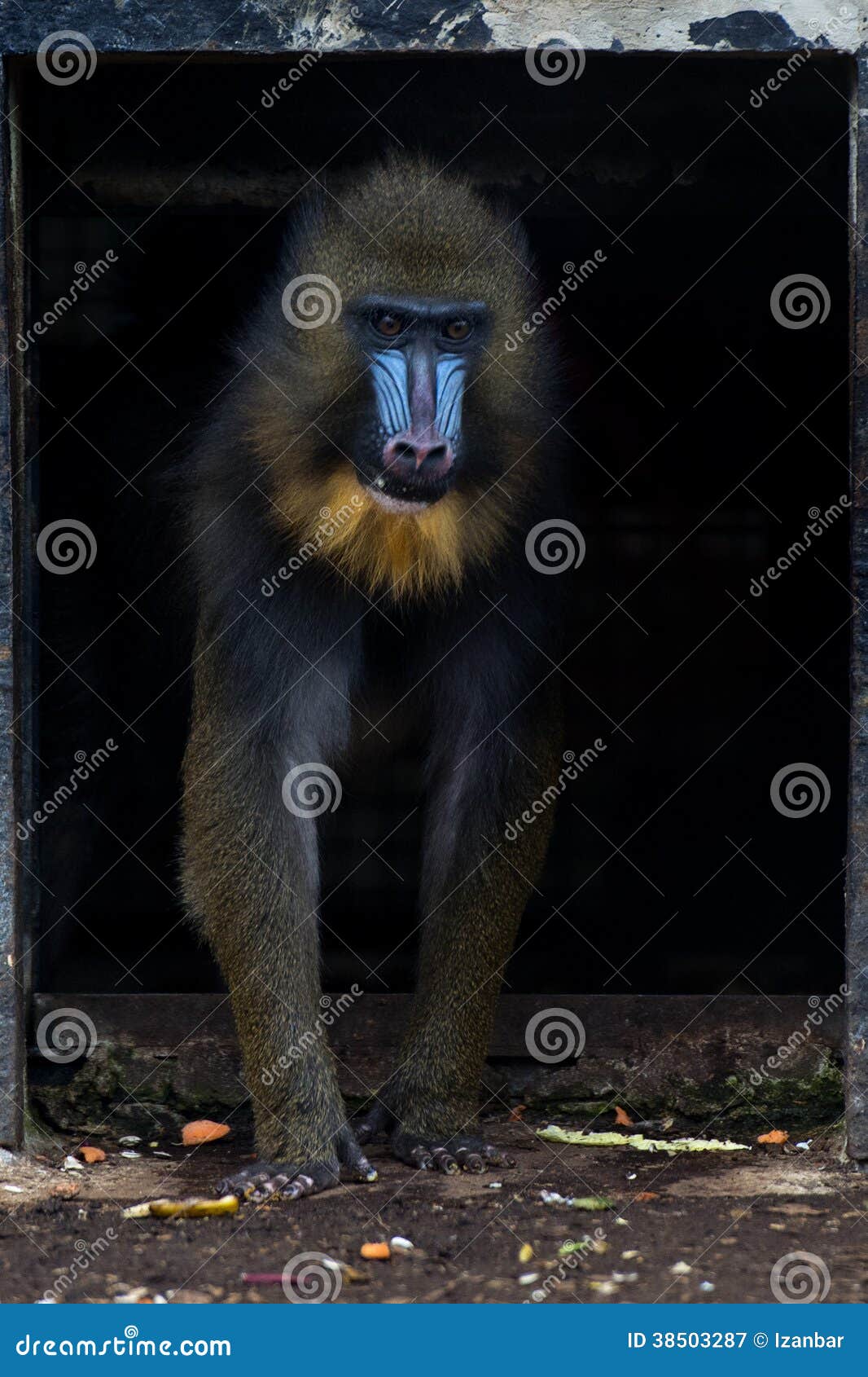 Isolated Mandrill Monkey Portrait Stock Image - Image of vertical ...
