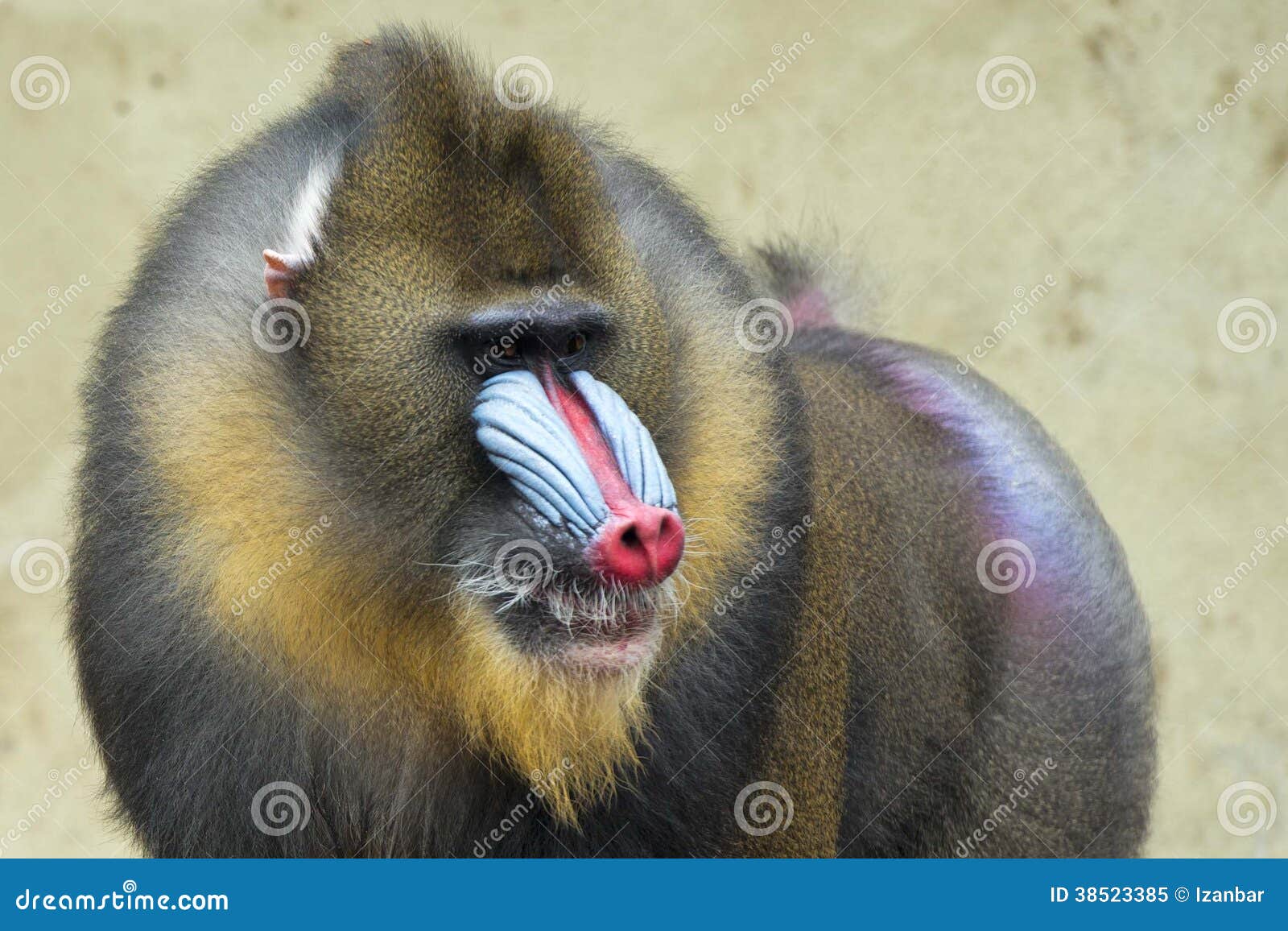 Isolated Mandrill Monkey Portrait Stock Image - Image of studio, sphinx ...