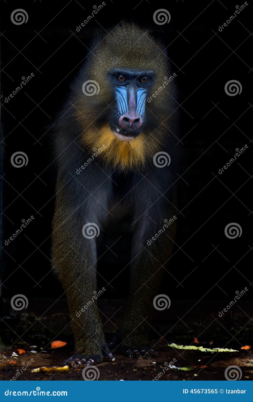 Isolated Mandrill Monkey Portrait Stock Image - Image of alone, studio ...
