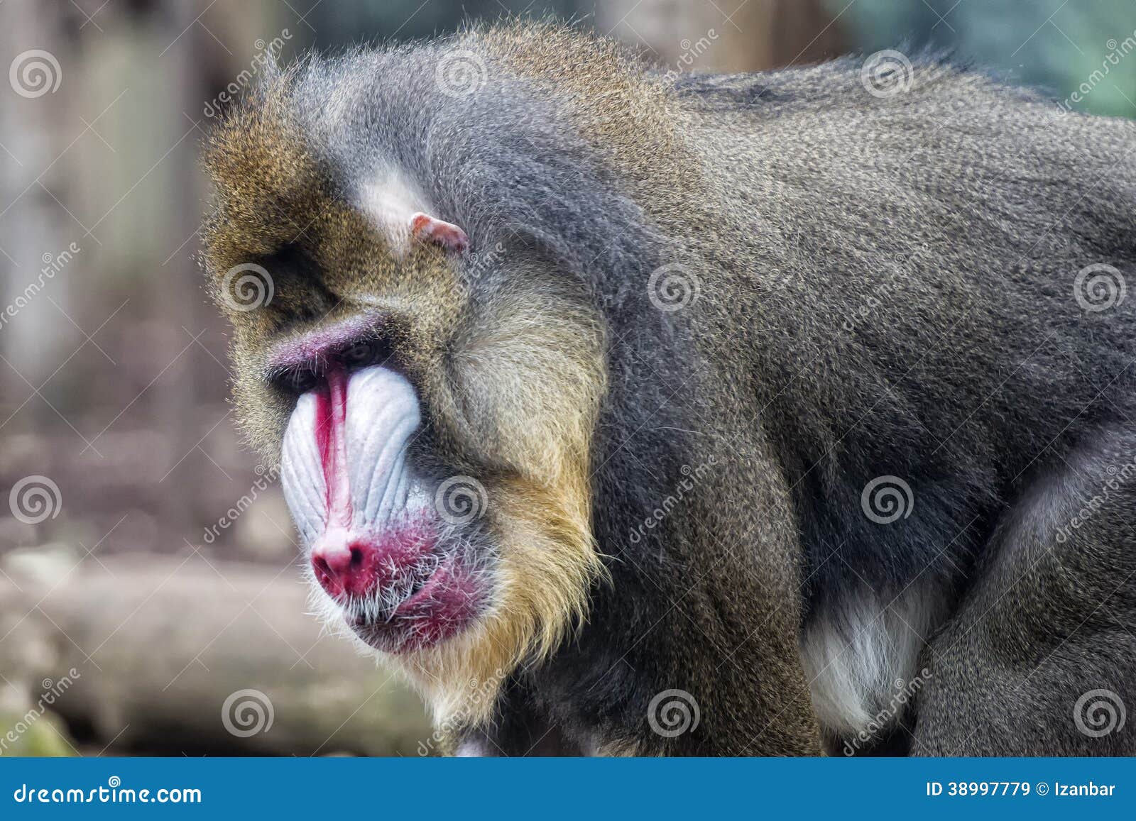 Isolated Mandrill Monkey Portrait Stock Image - Image of front, full ...