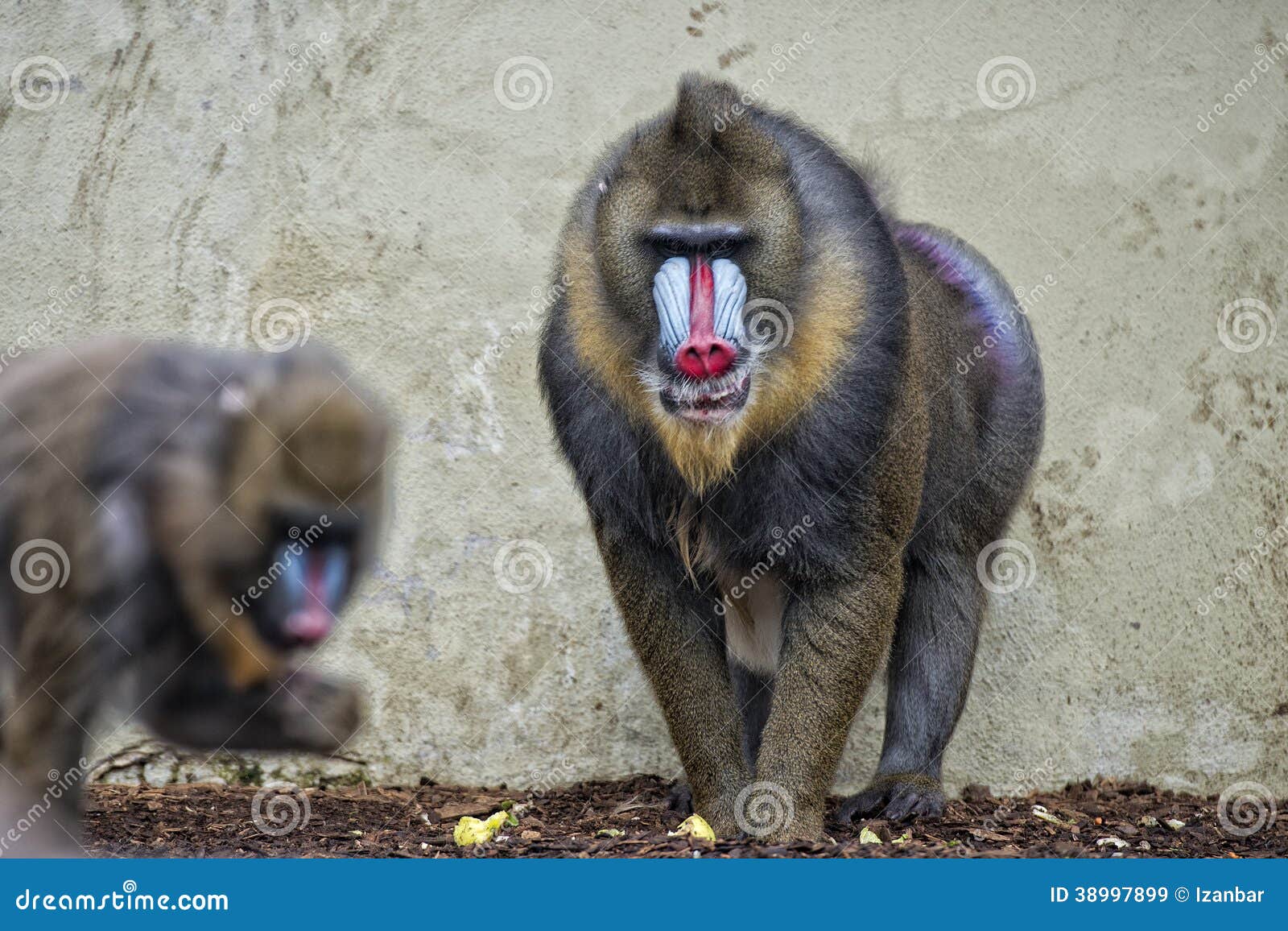 Isolated Mandrill Monkey Portrait Stock Image - Image of length ...