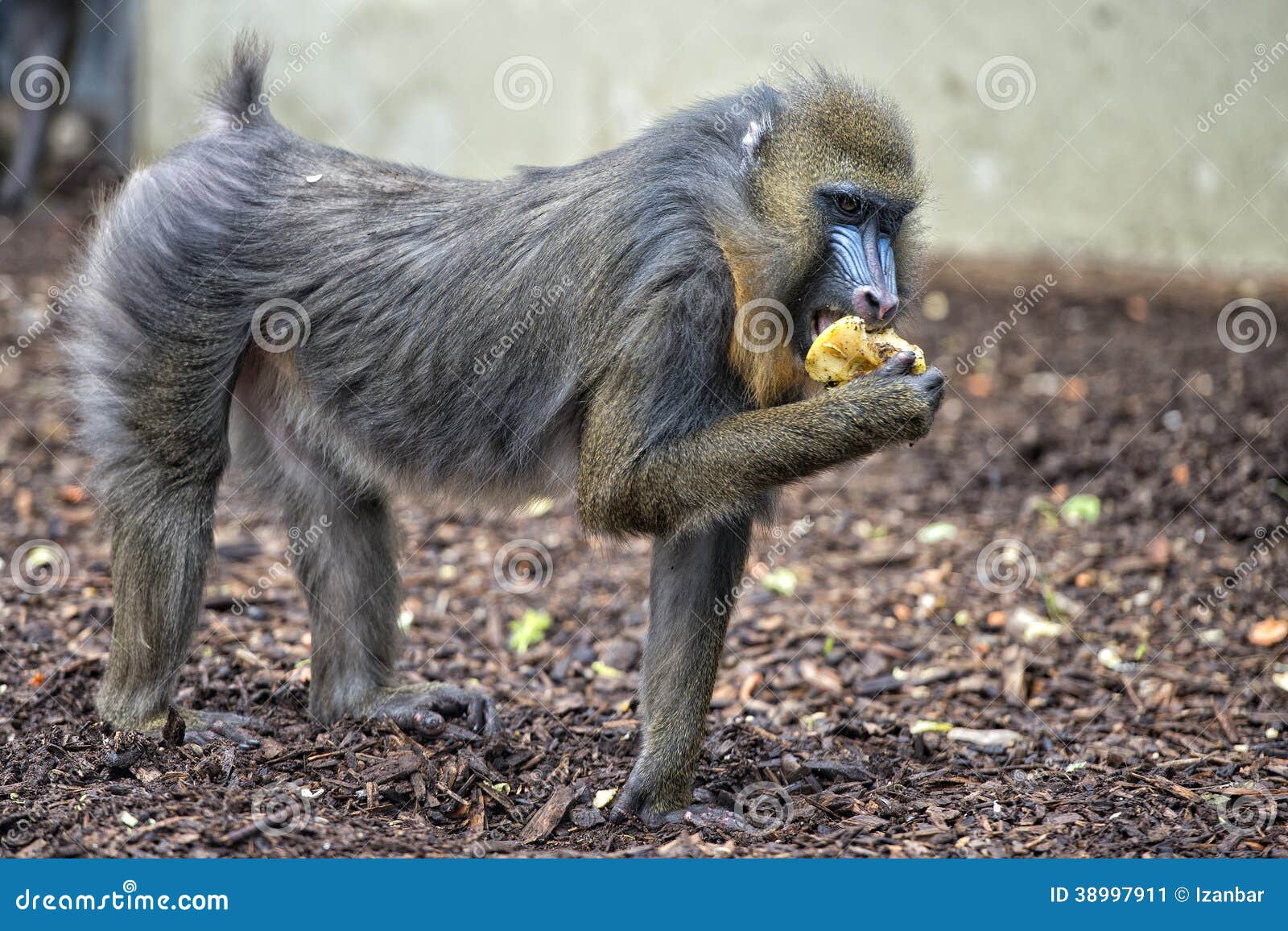Isolated Mandrill Monkey Portrait Stock Image - Image of sitting, front ...