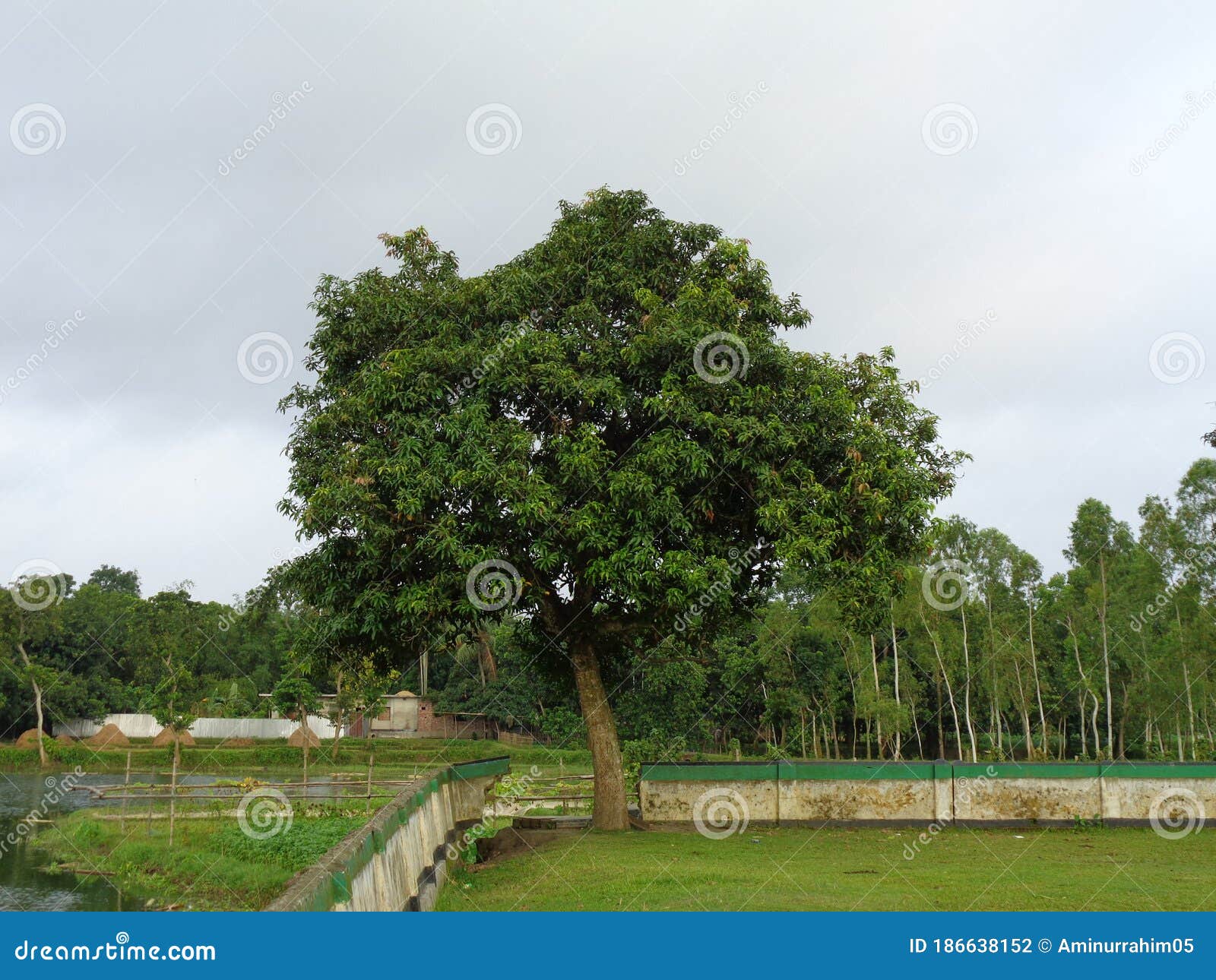 Isolated Mango Tree in a Field Stock Photo - Image of ground, botany ...