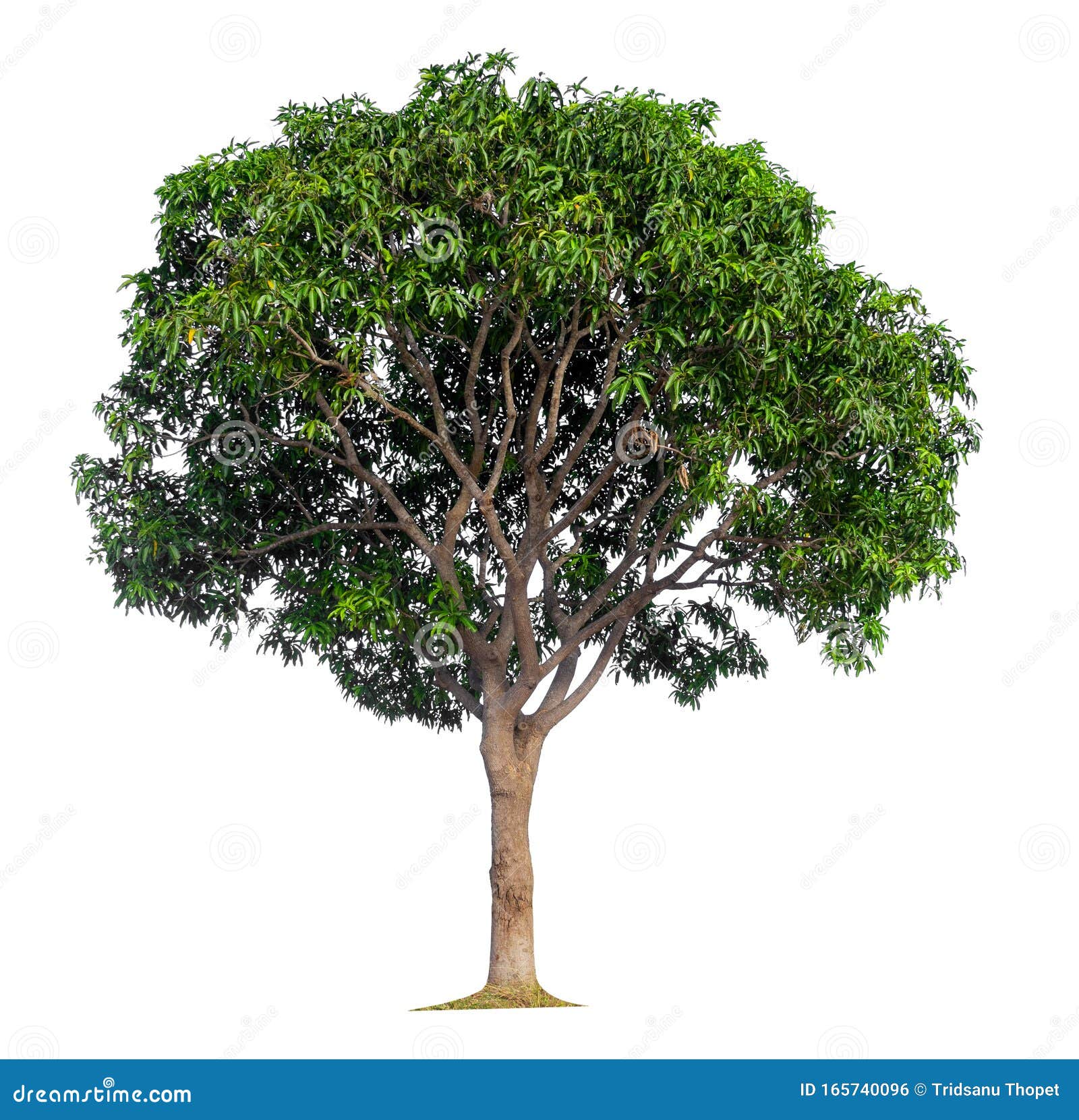 Isolated Mango Tree on White Background Stock Photo - Image of bark ...