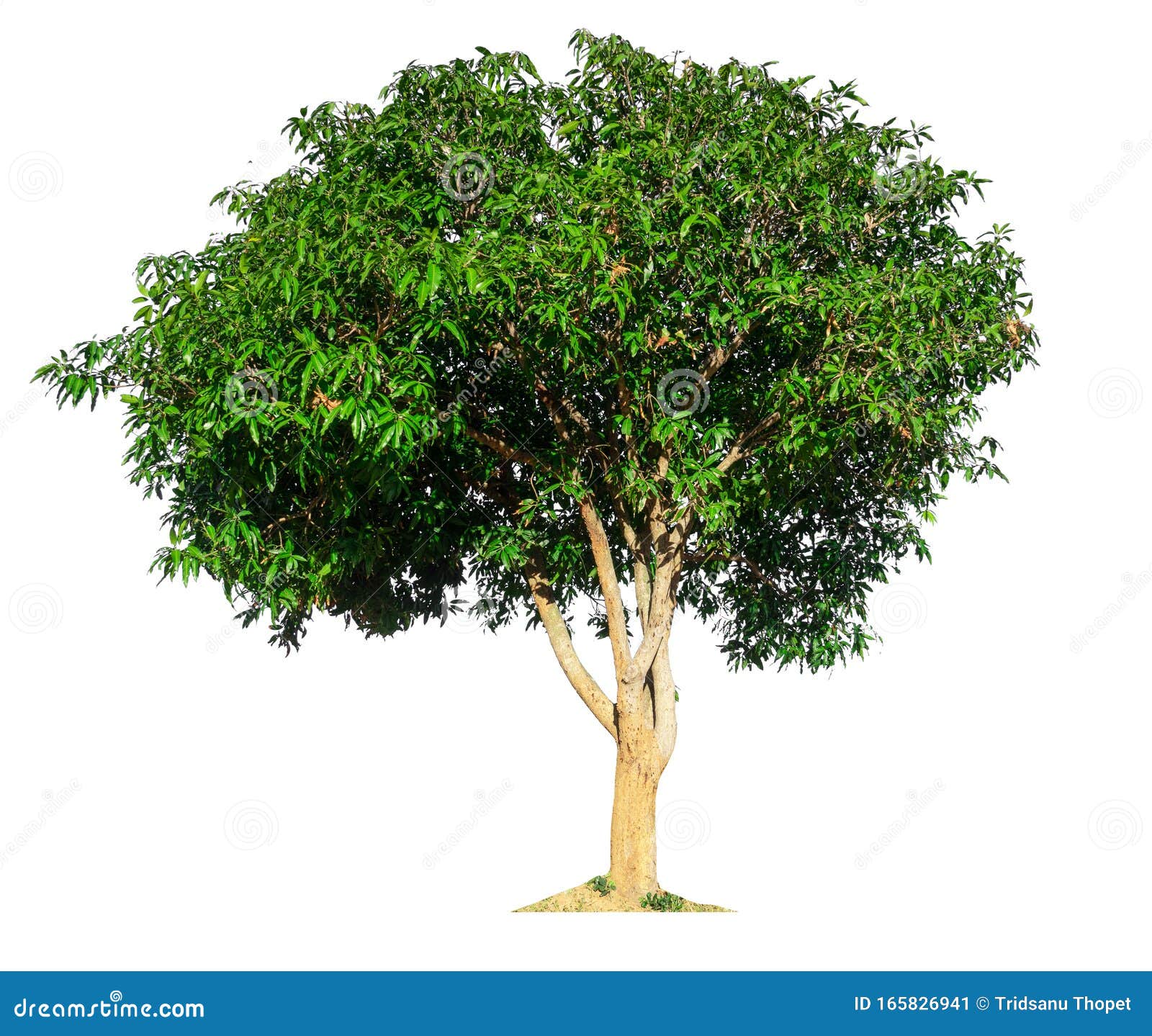 651 Mango Tree Trunk Photos - Free & Royalty-Free Stock Photos from ...
