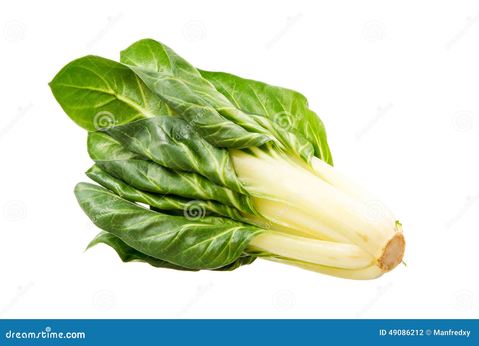 Isolated Mangold stock photo. Image of mangold, isolated - 49086212