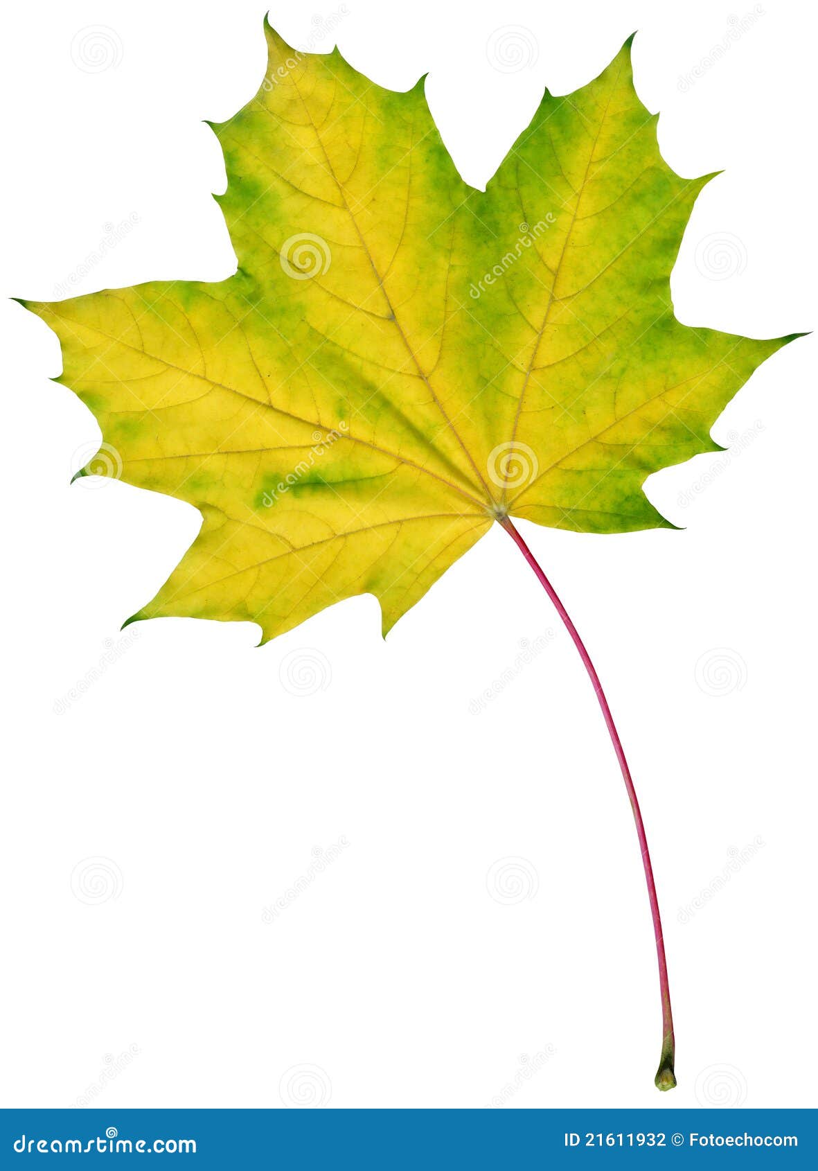Isolated maple leaf stock photo. Image of yellow, bright - 21611932