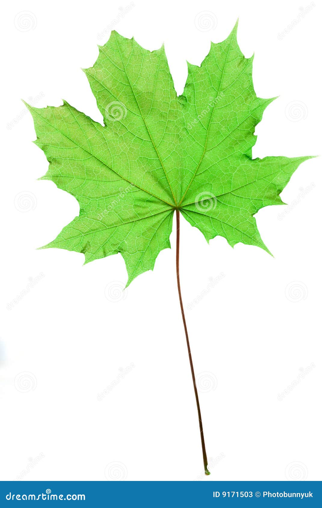 Isolated Maple leaf stock image. Image of green, stem - 9171503