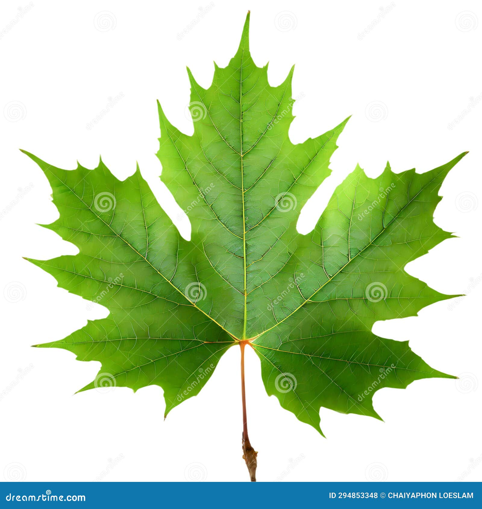 Isolated Maple Leaf on White Background Stock Photo - Image of color ...