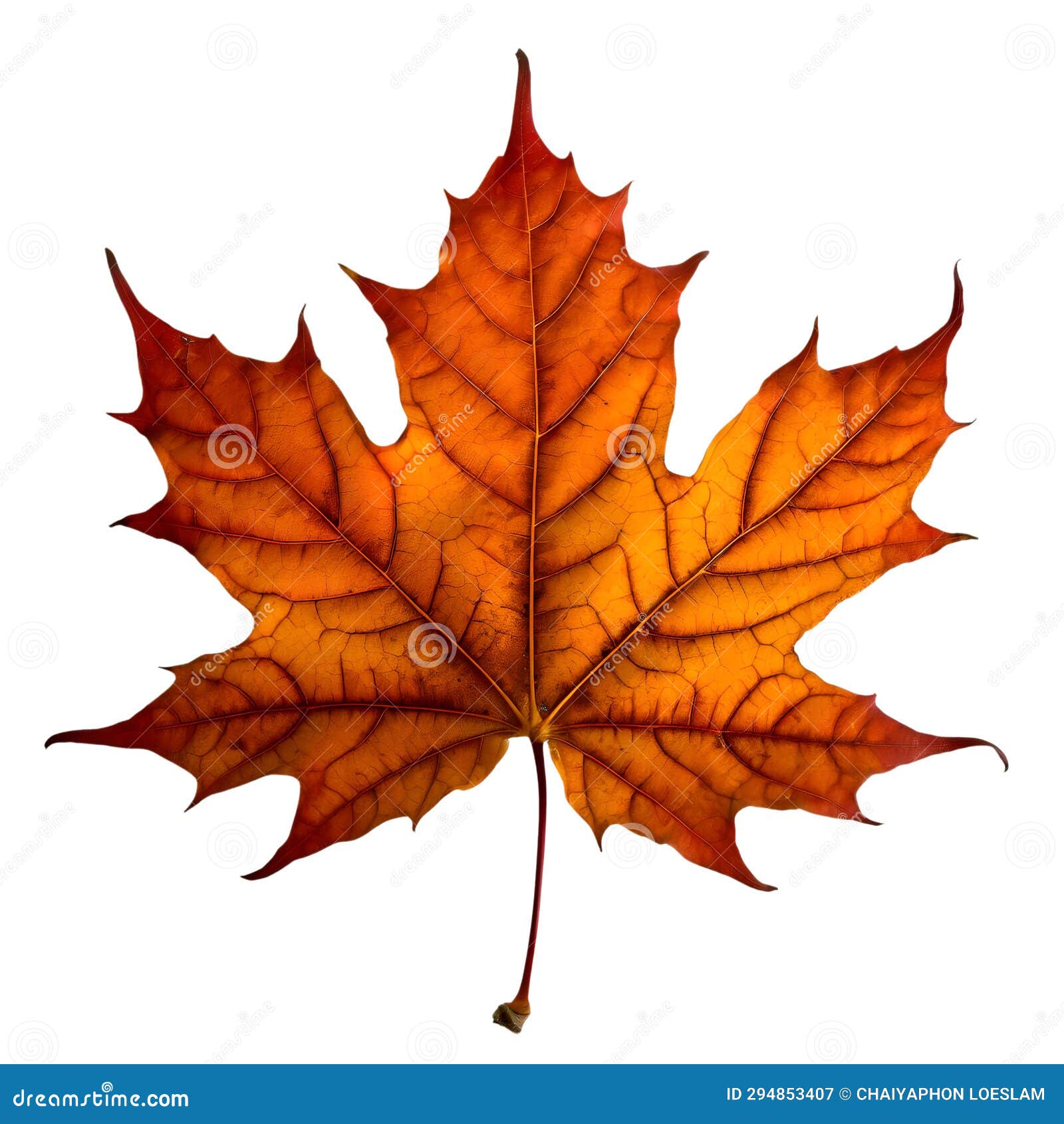 Isolated Maple Leaf on White Background Stock Image - Image of white ...