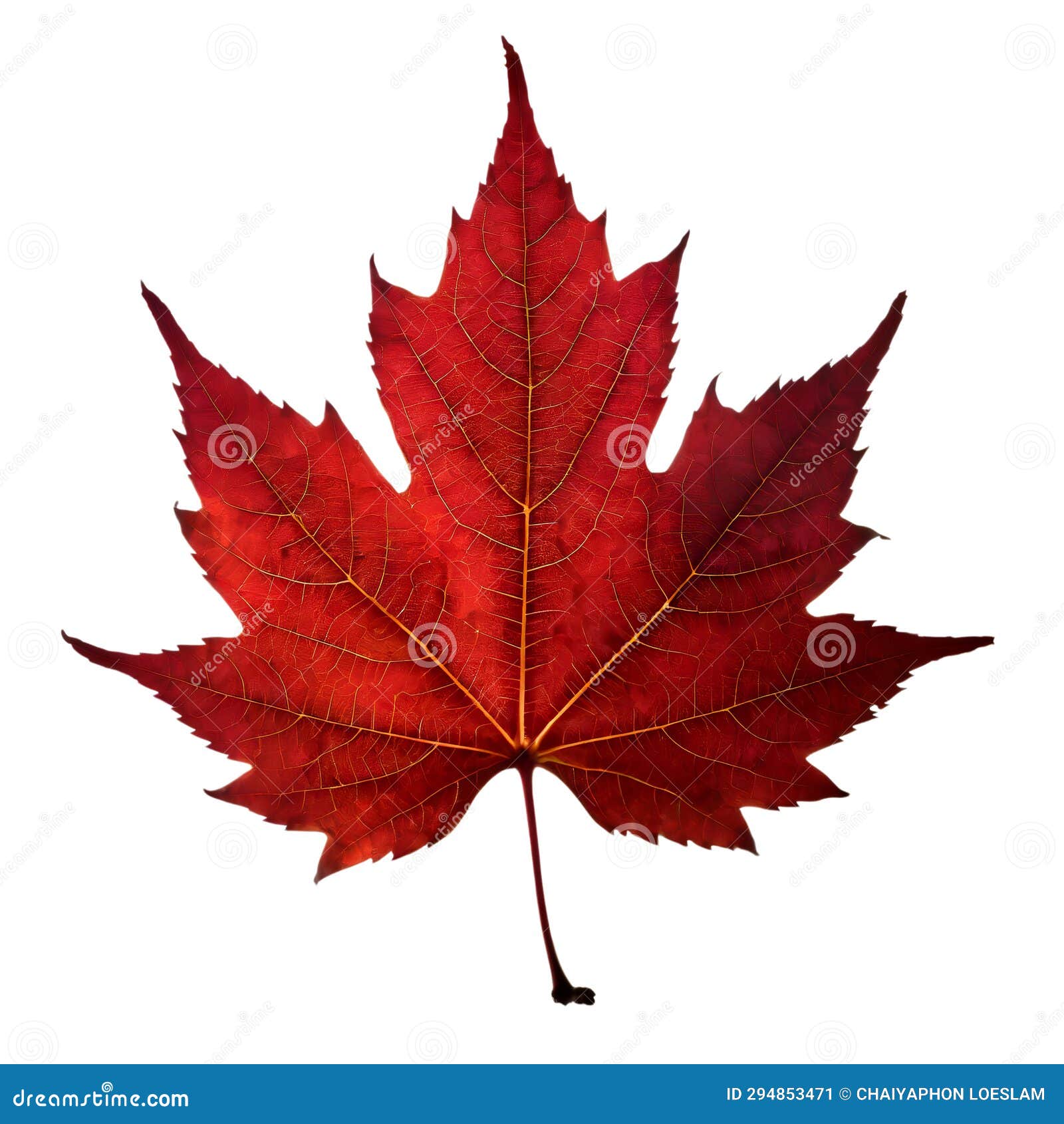 Isolated Maple Leaf on White Background Stock Image - Image of fall ...