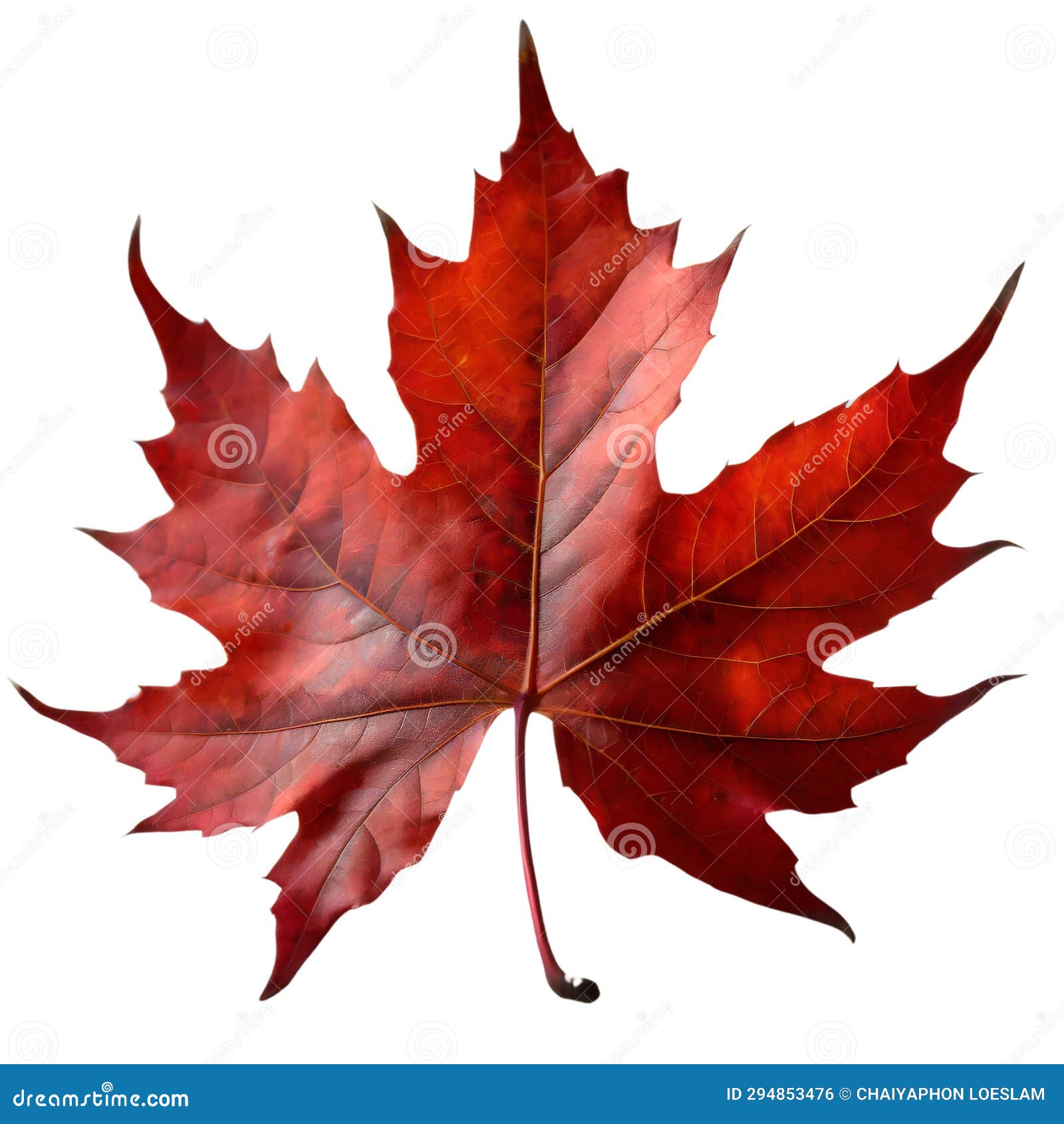 Isolated Maple Leaf on White Background Stock Photo - Image of color ...