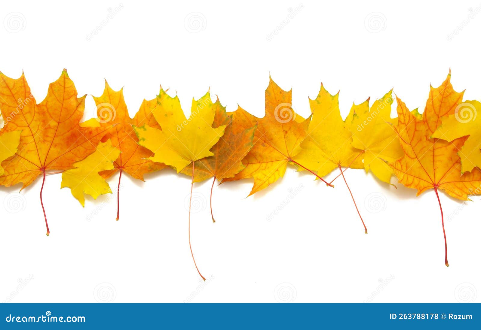 Isolated Maple Leafs in Row Stock Photo - Image of copy, environment ...