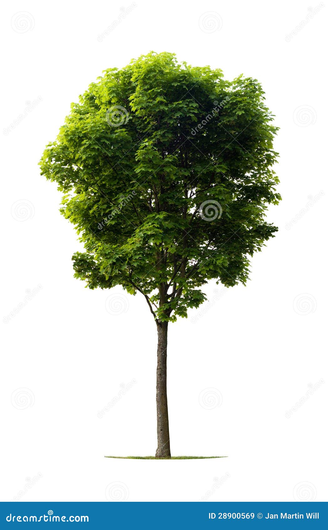 Isolated maple tree stock image. Image of foliage, forest - 28900569