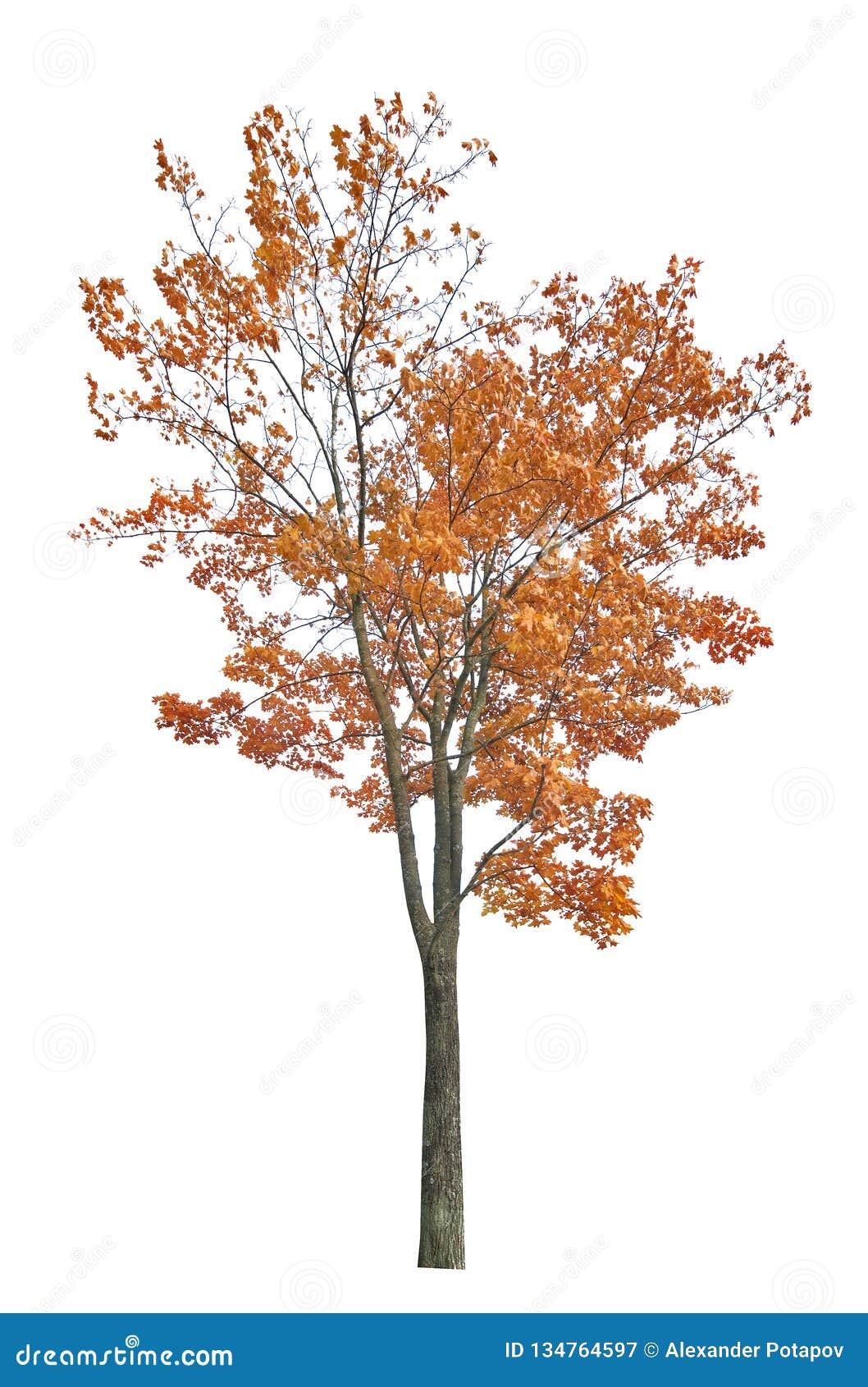 Isolated Maple Tree in Dark Gold Fall Leaves Stock Image - Image of ...