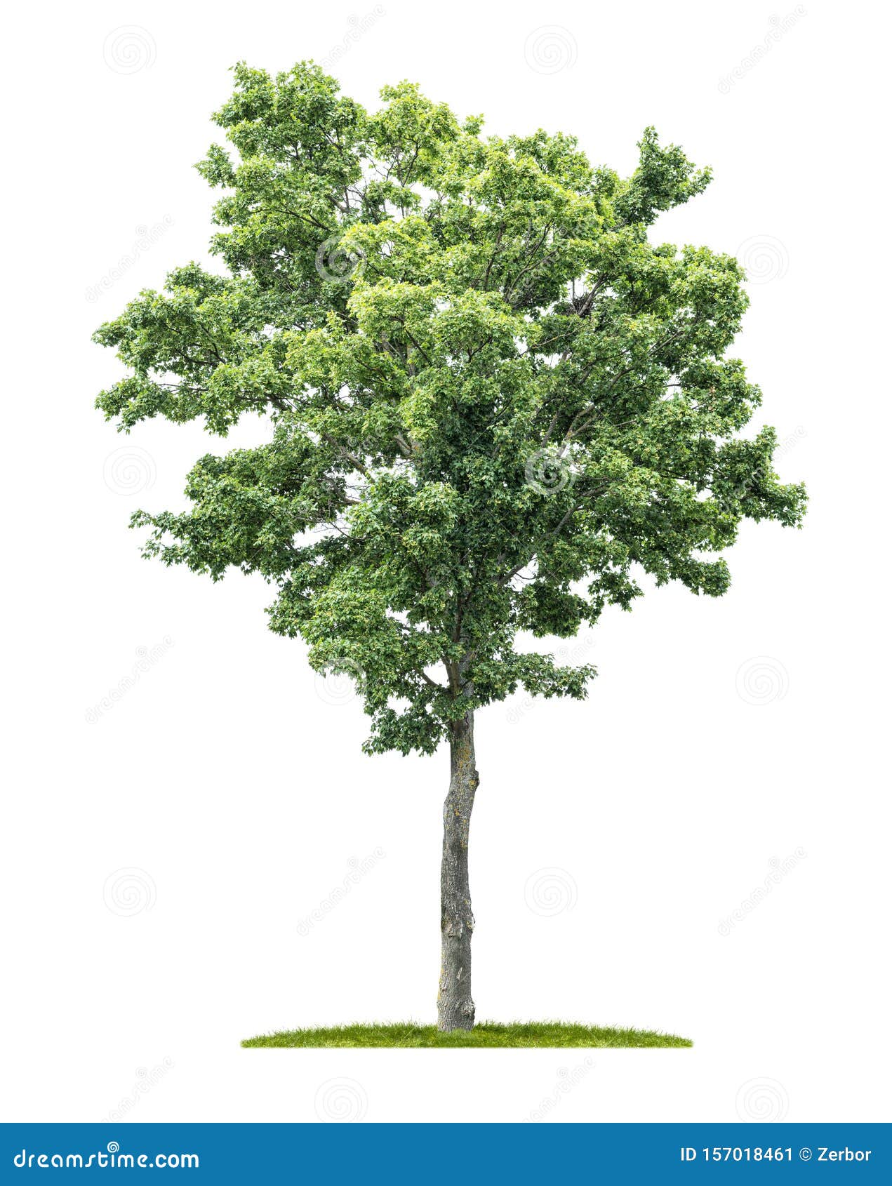 An Isolated Maple Tree on a White Background Stock Image - Image of ...
