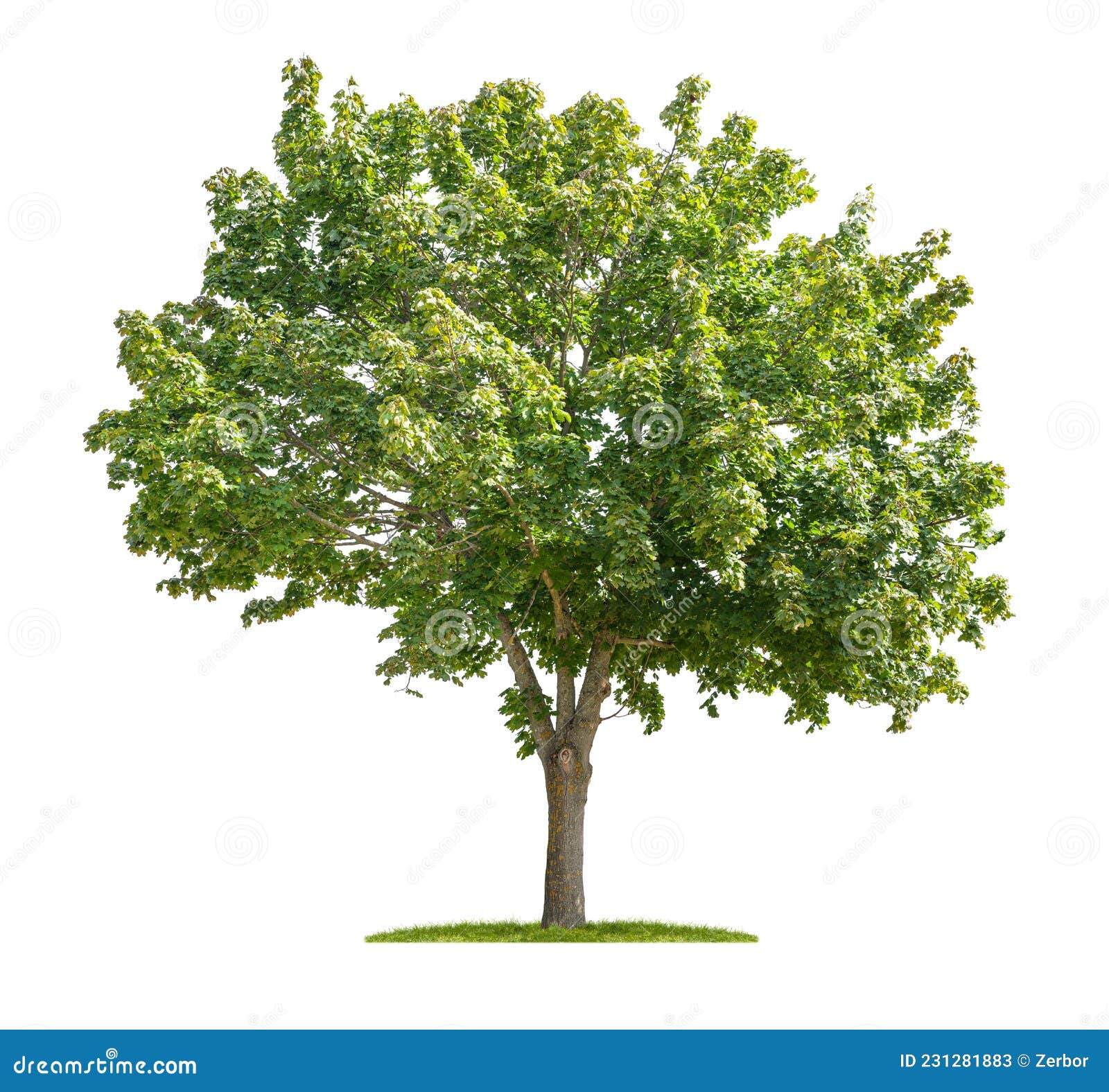 Isolated Maple Tree on a White Background Stock Image - Image of stem ...
