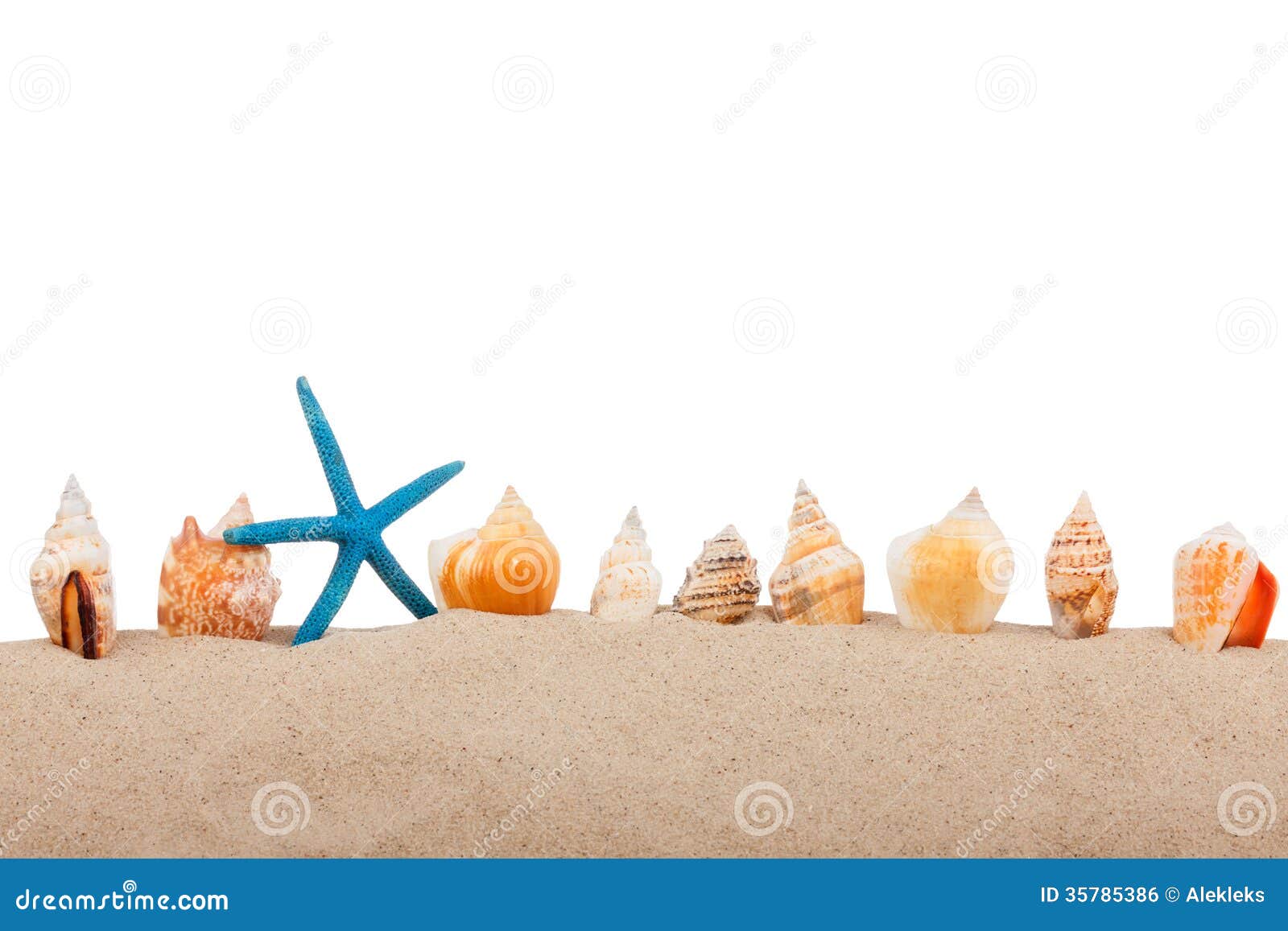 Isolated Marine Star and Seashell Stock Photo - Image of natural ...