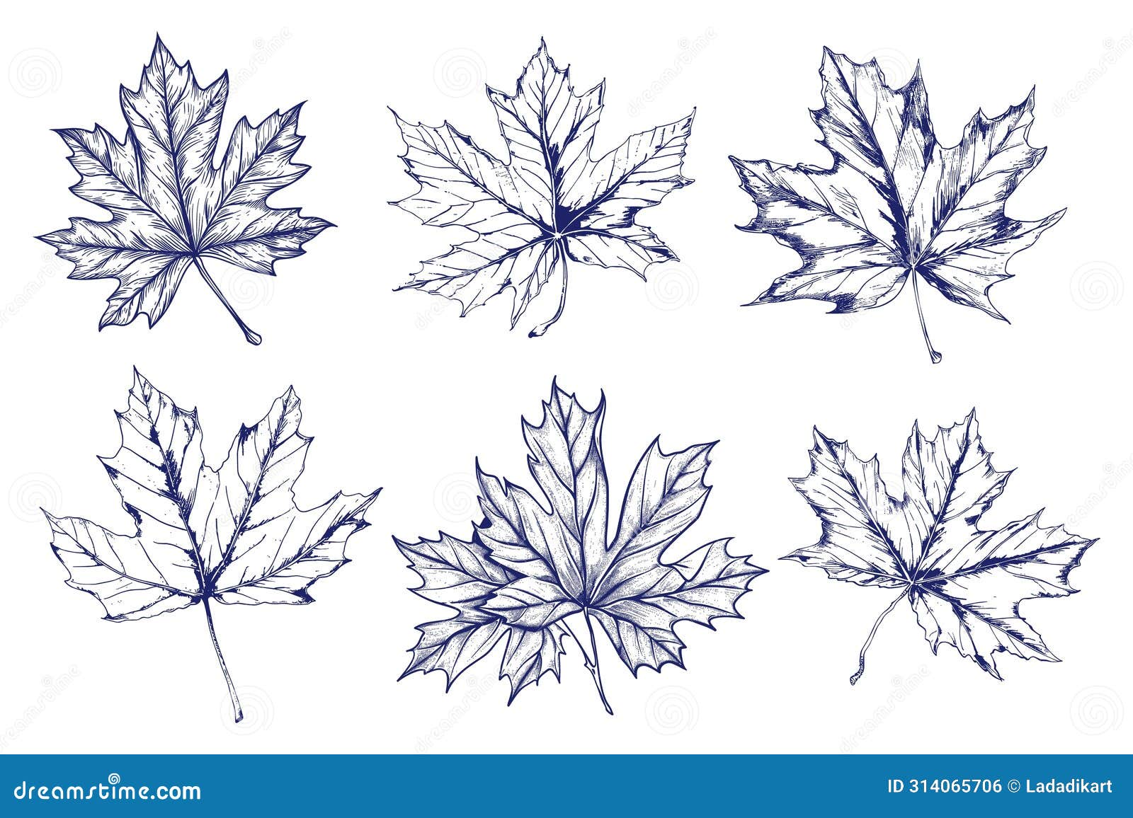 Isolated Marple Leaves Skeletons. Autumn Leaf, Sketch Nature Elements ...