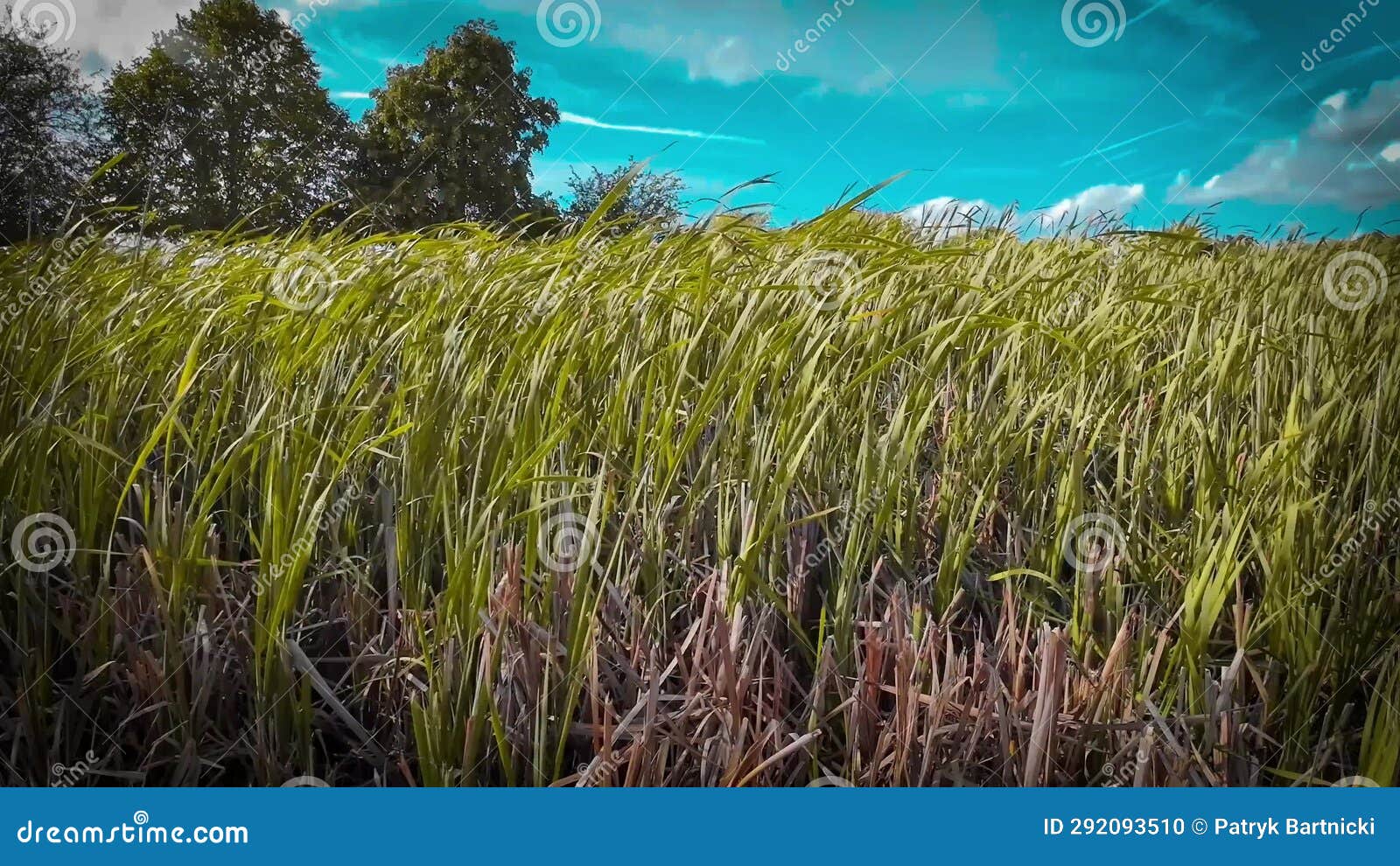 A Captivating Perspective of an Isolated Marsh Reed by the Water S Edge ...