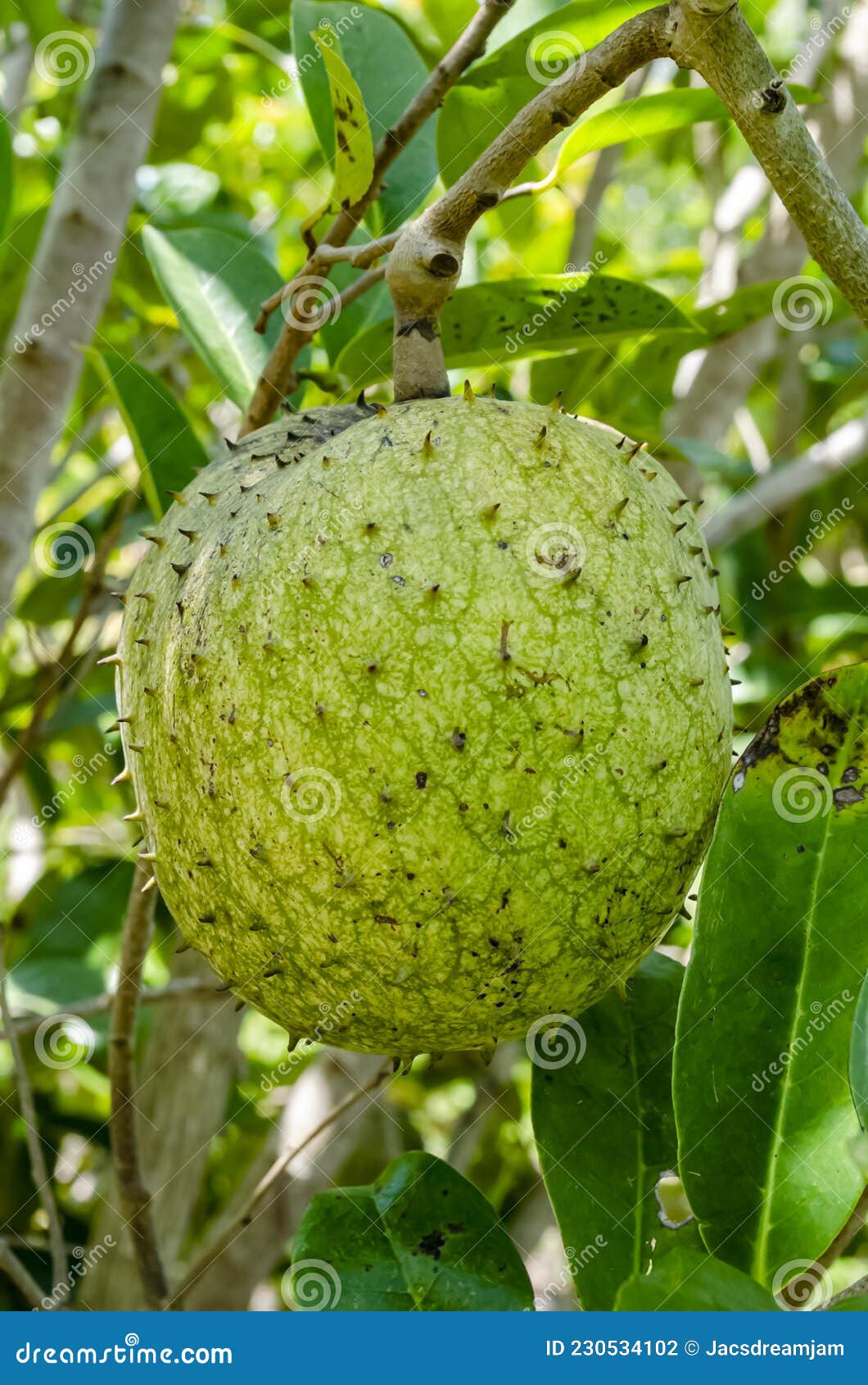 Isolated Mature Mountain Sop on Tree Stock Photo - Image of branches ...