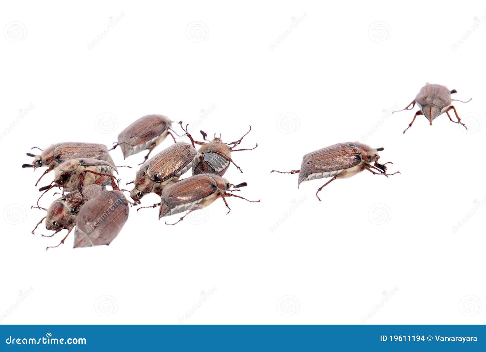 Isolated May bugs stock photo. Image of insect, spring - 19611194