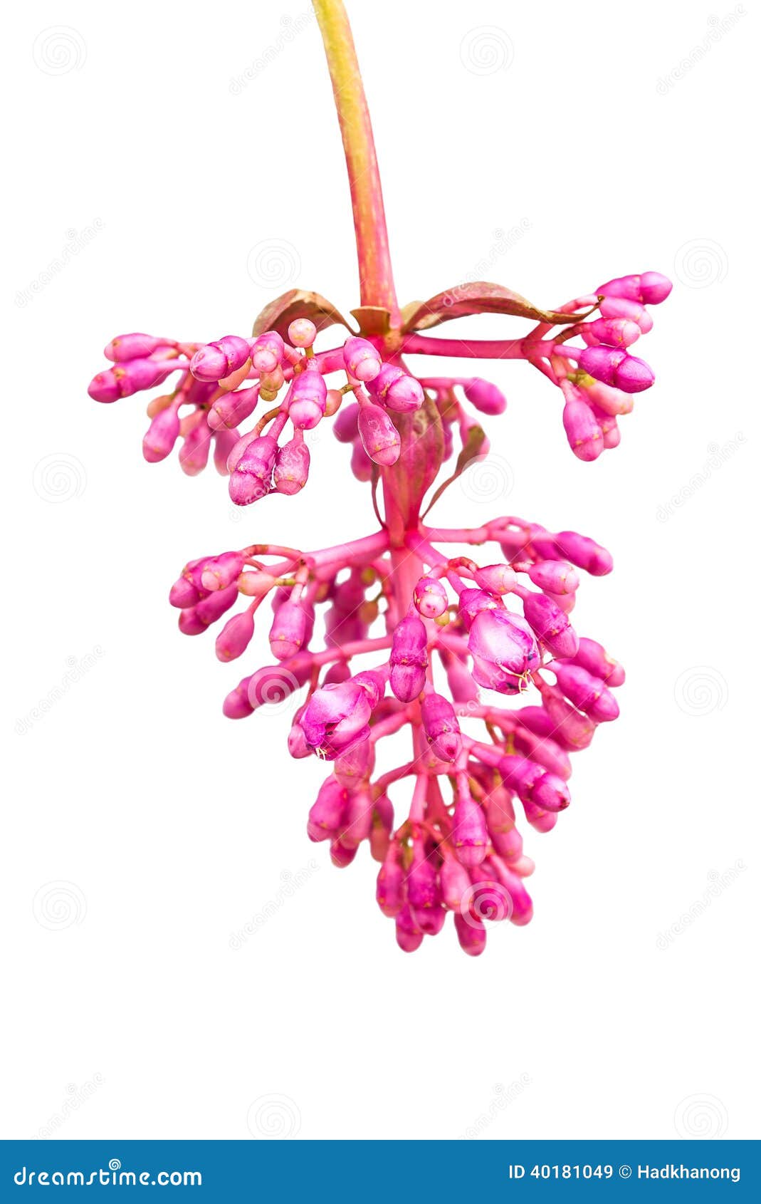 Isolated Medinella Magnifica Flower Stock Image - Image of chandelier ...