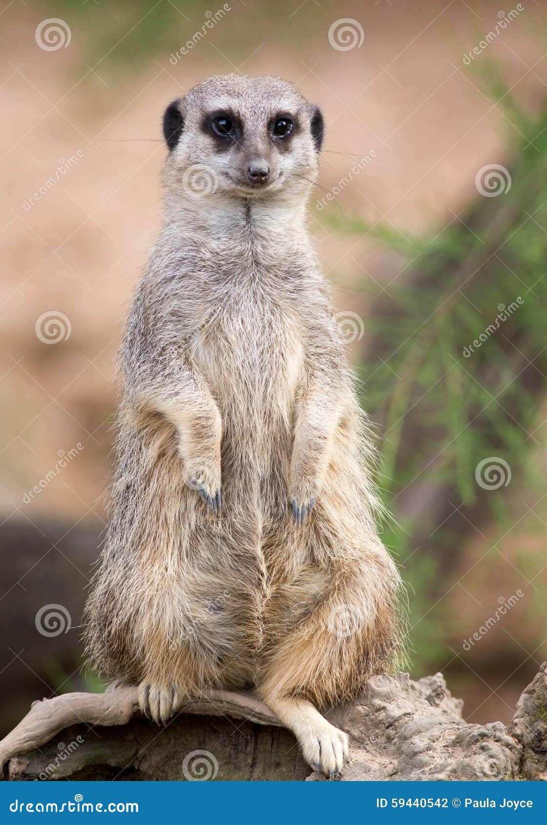 An Isolated Meerkat Standing Stock Photo - Image of isolated, keeping ...