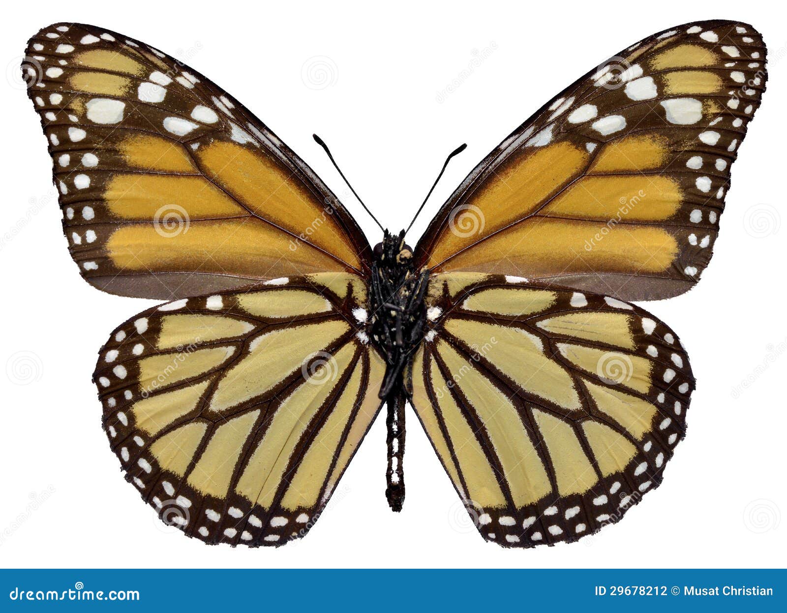 Isolated monarch butterfly stock photo. Image of insect - 29678212