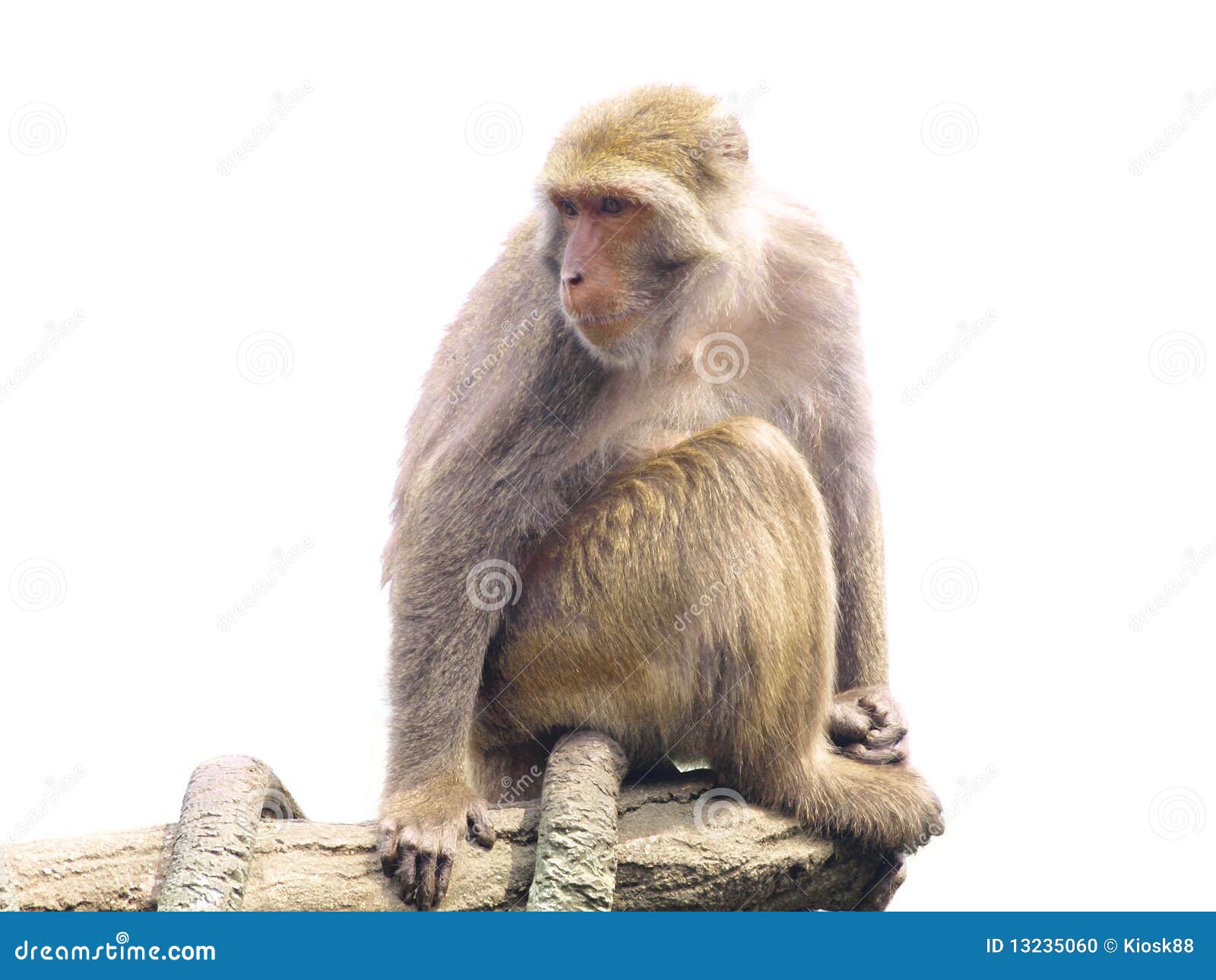 Isolated monkey on white stock photo. Image of golden - 13235060