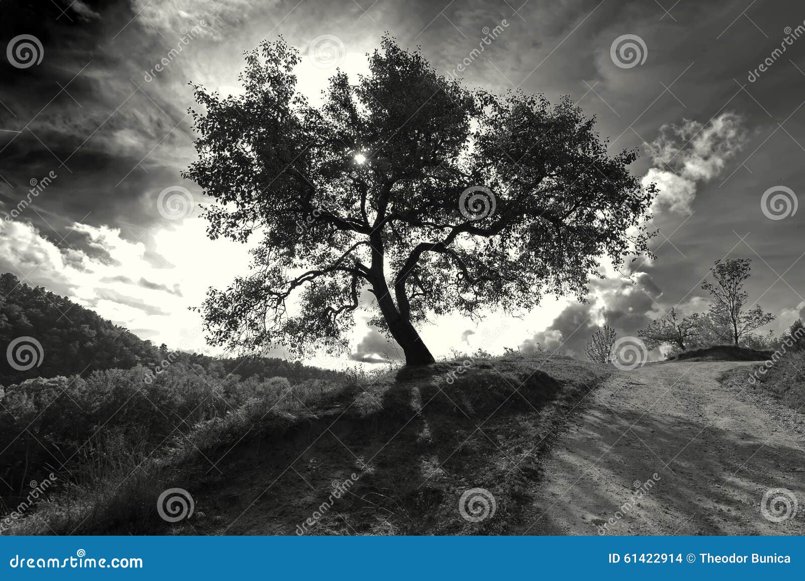 Mountain Landscape. Isolated Monochrome Tree and the Sun in Background ...