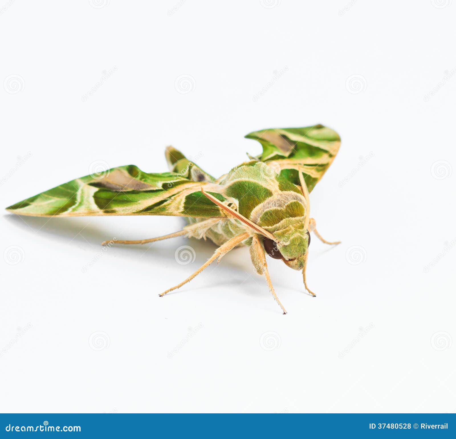 Isolated moulting of moth stock photo. Image of colored - 37480528