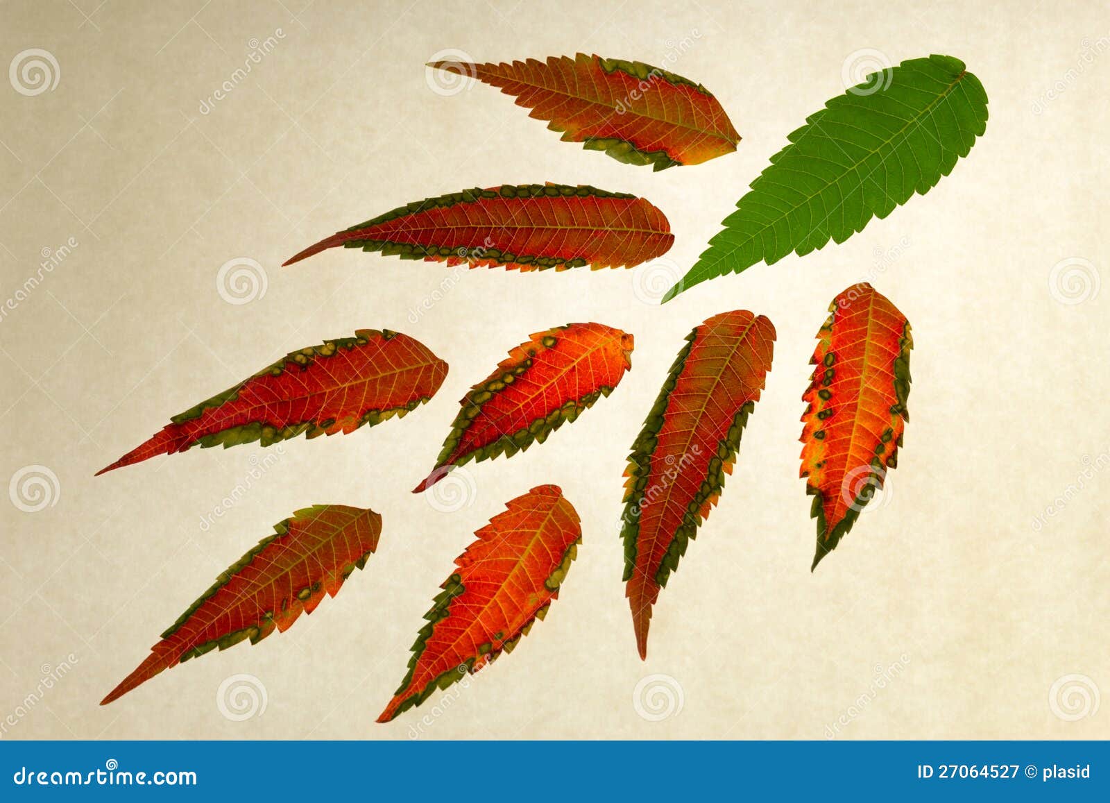 Isolated Multi-colored Leaves Stock Image - Image of decoration, ornate ...