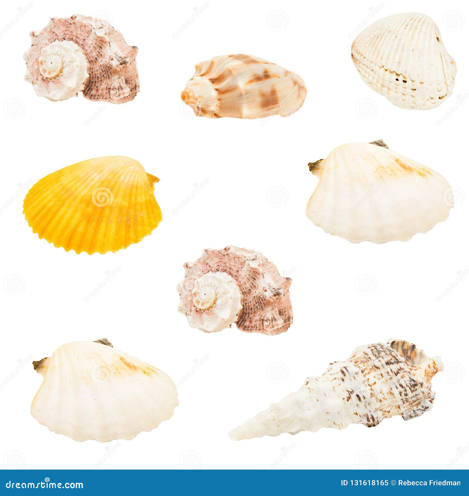 Isolated Multi Colored Sea Shells Partially Overhead Angle Stock Image ...