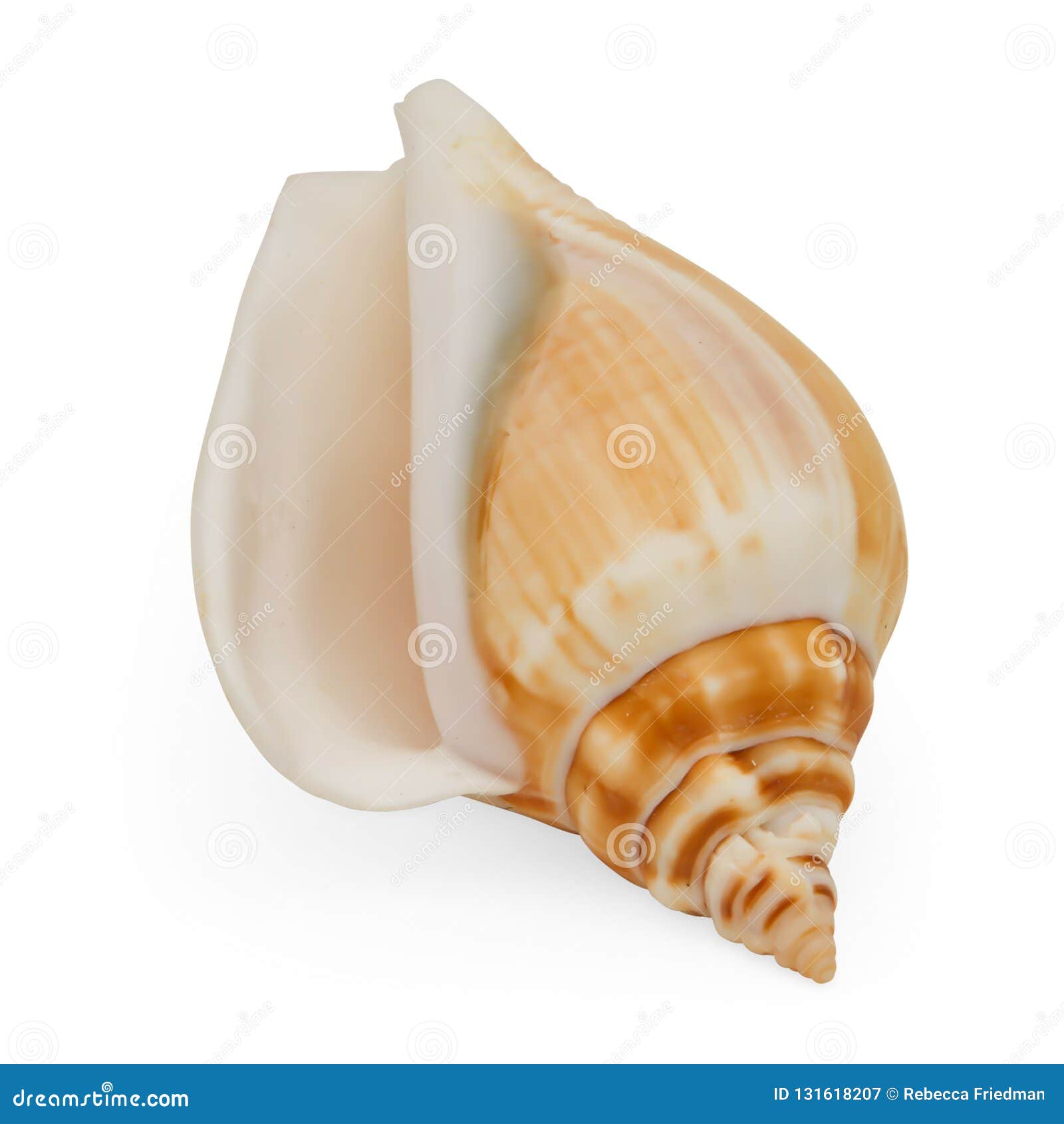 Isolated Multi Colored Single Sea Shell Overhead Angle Stock Image ...