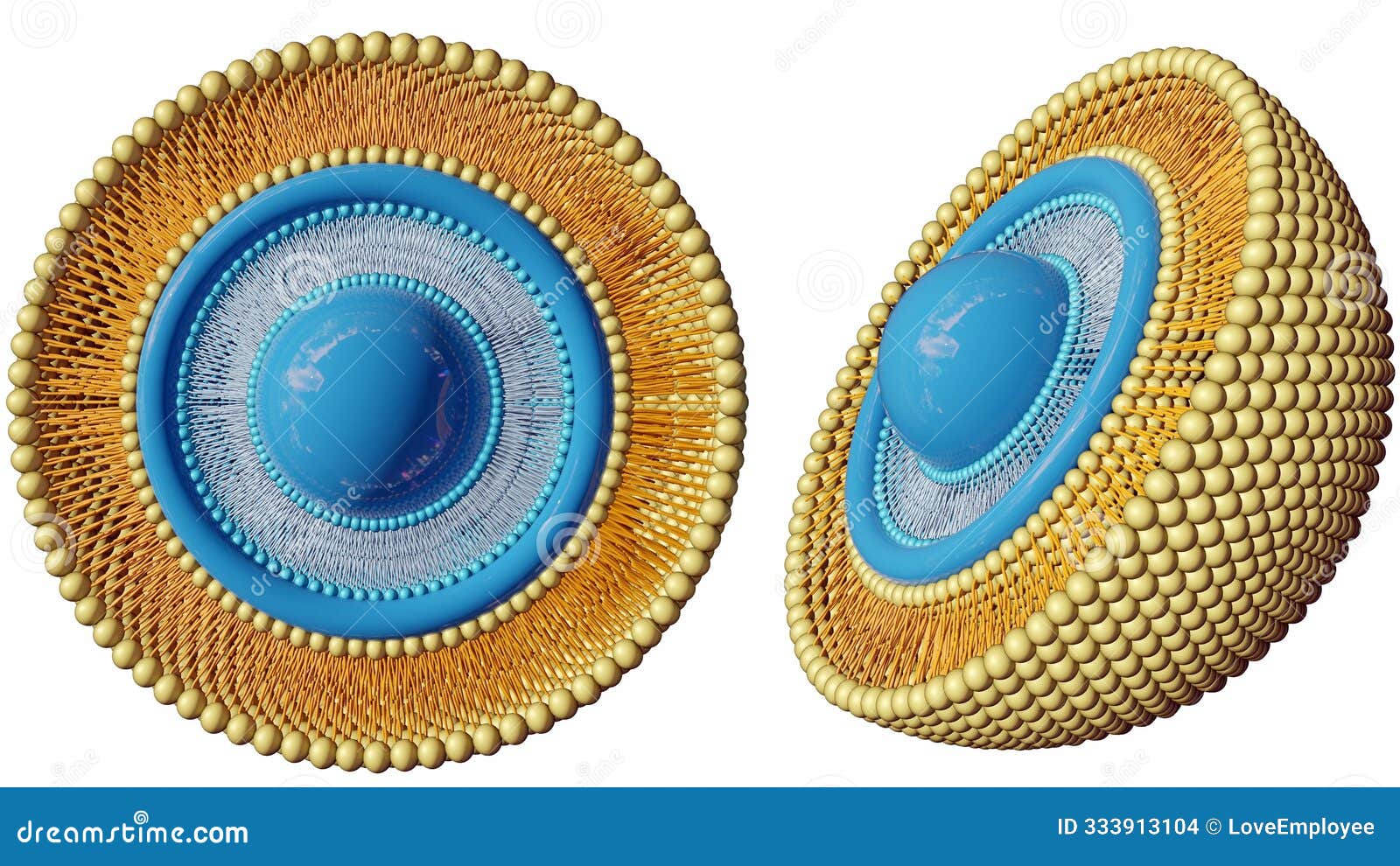 Encapsulation Of The DNA Within Liposomes Would Be Useful For Practical ...