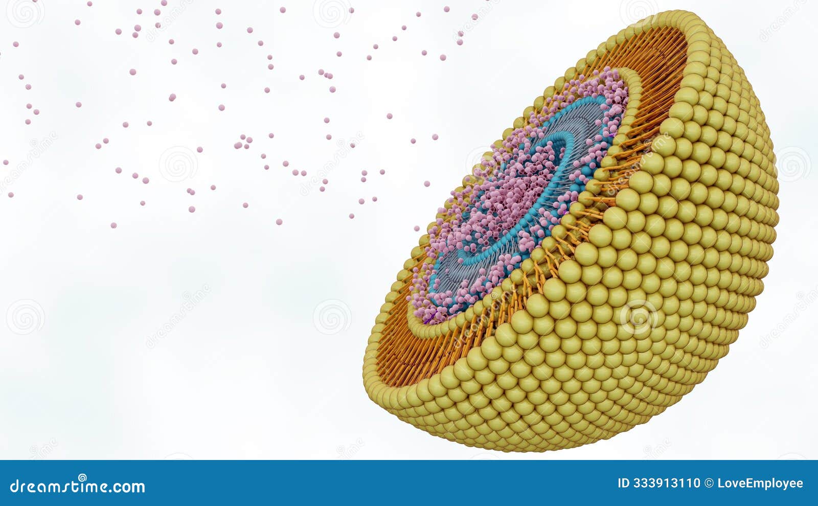 Isolated Multivesicular Liposomes or Nested Liposomes in the White ...