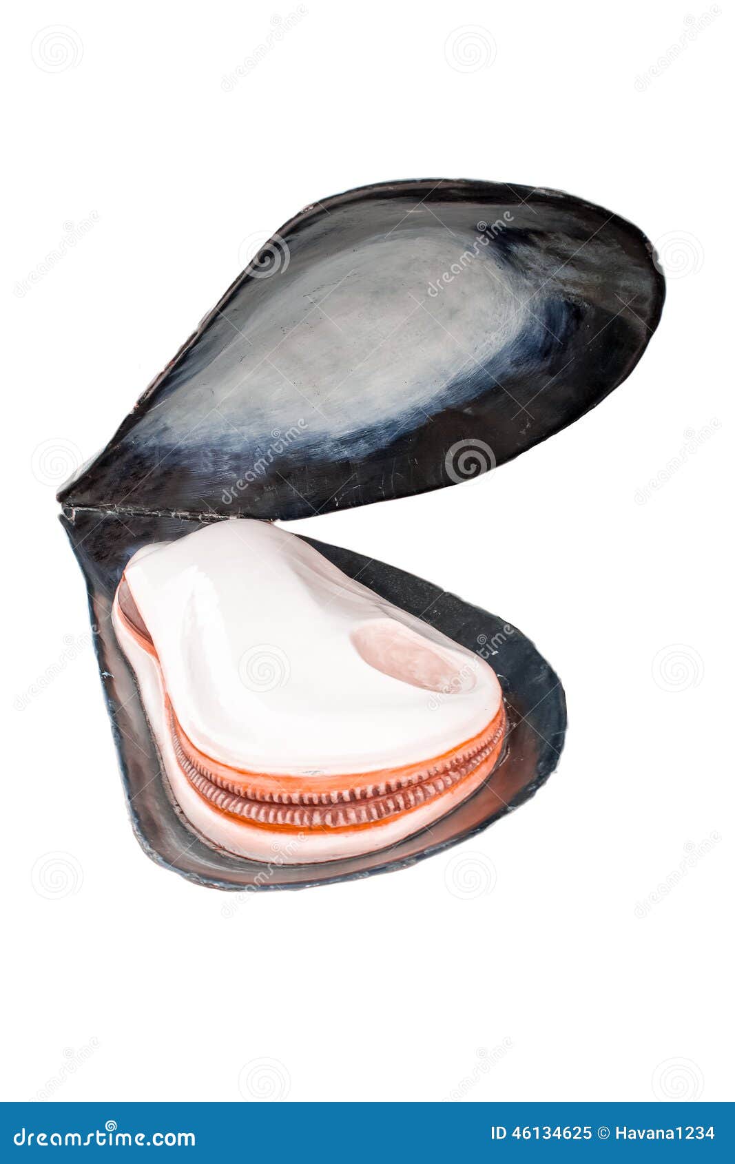 Isolated Mussel Fruits of the Sea. Stock Image - Image of mussels ...
