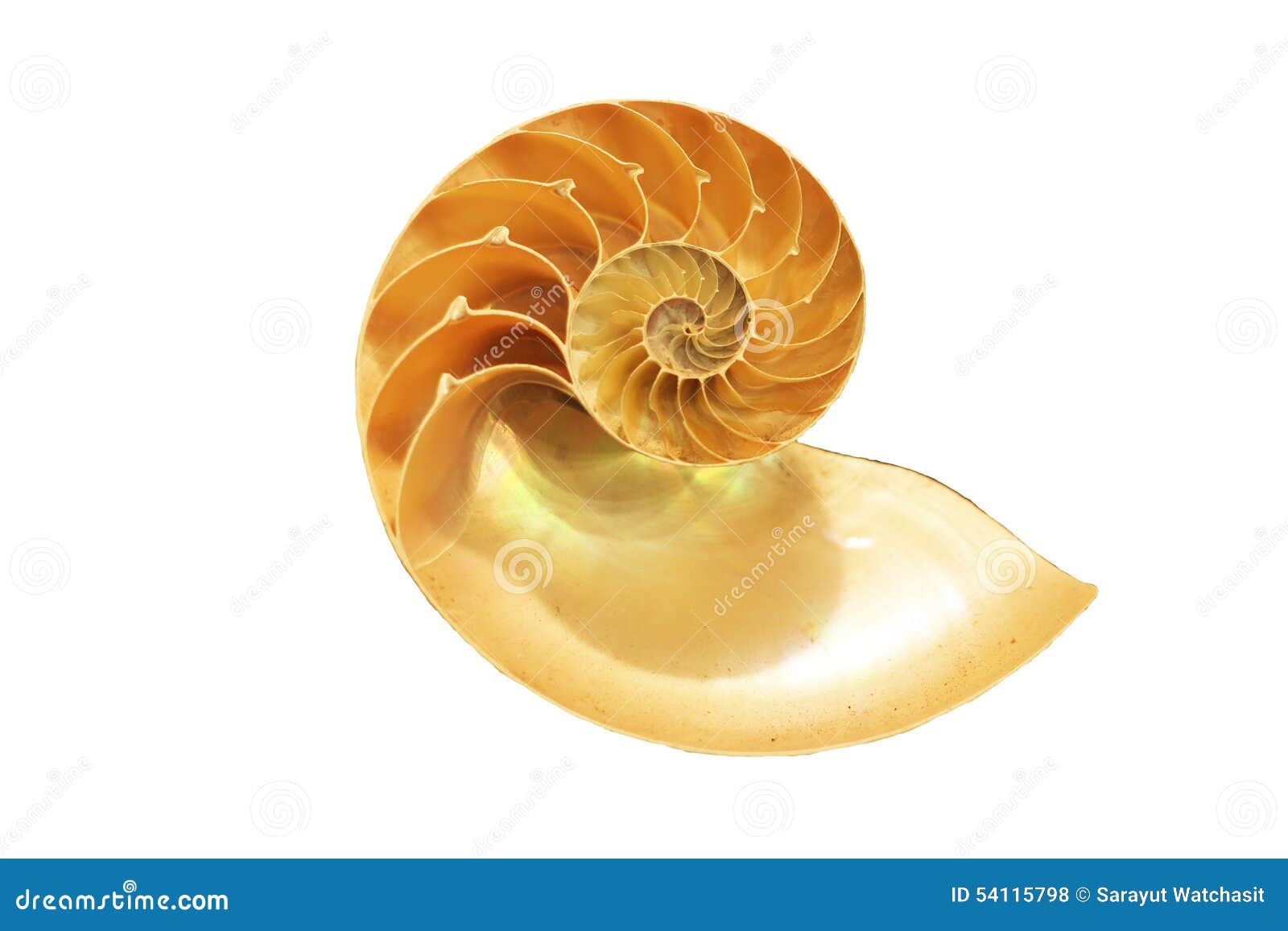 Isolated nautilus shell stock photo. Image of shell, marine - 54115798
