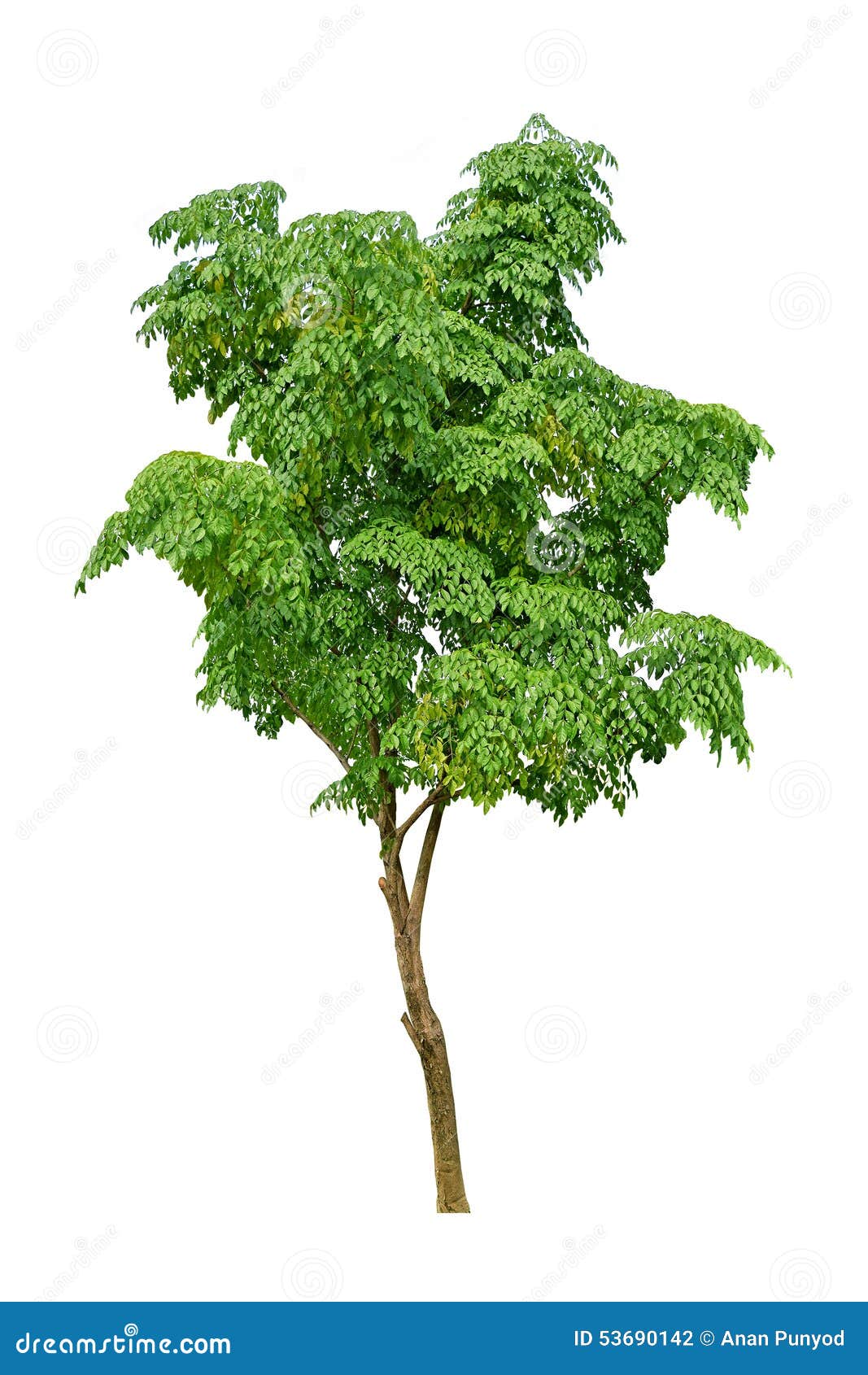 Clipart of neem tree