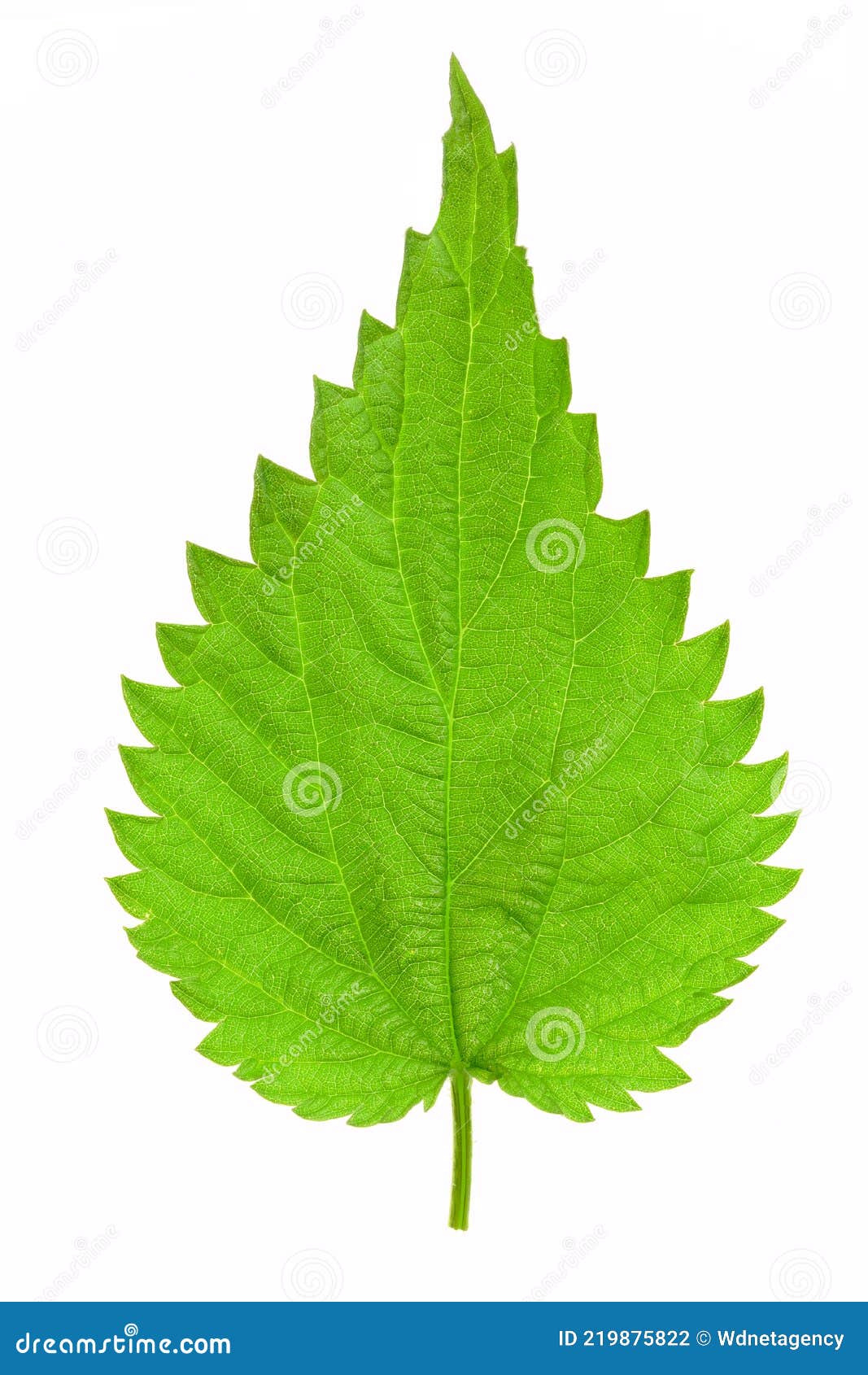 Isolated nettle leaf stock photo. Image of healthy, closeup - 219875822