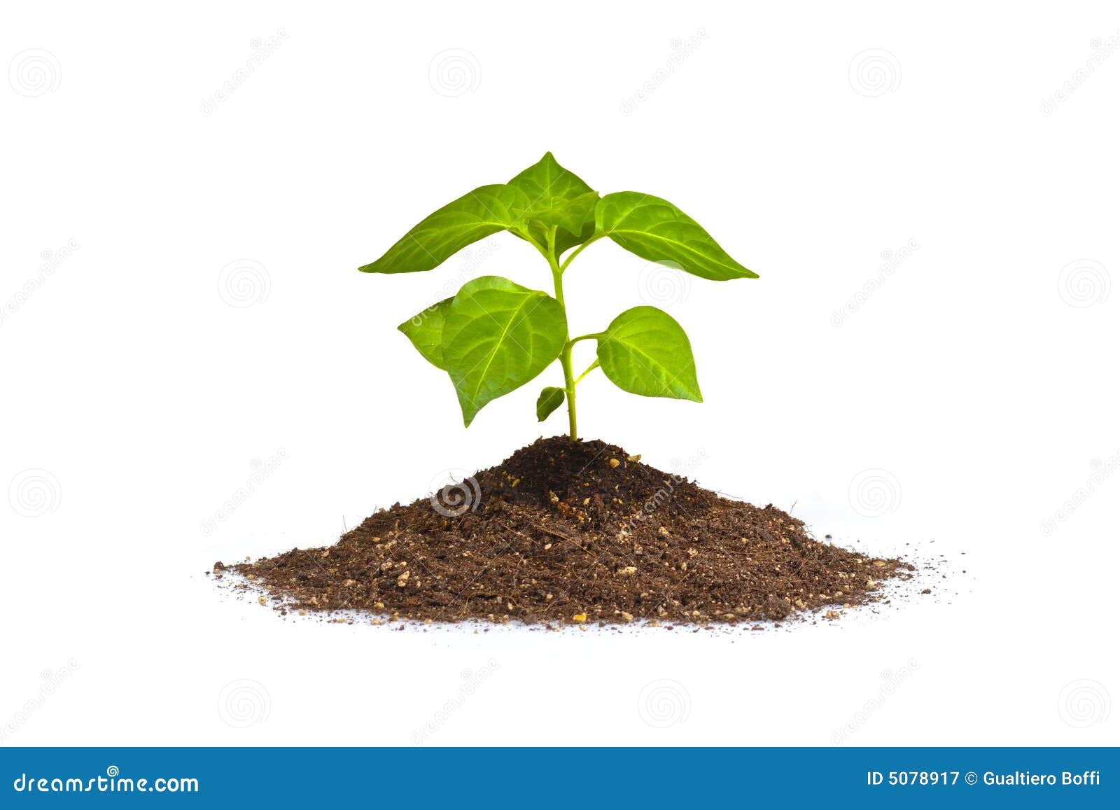 Isolated new plant stock image. Image of plant, organic - 5078917